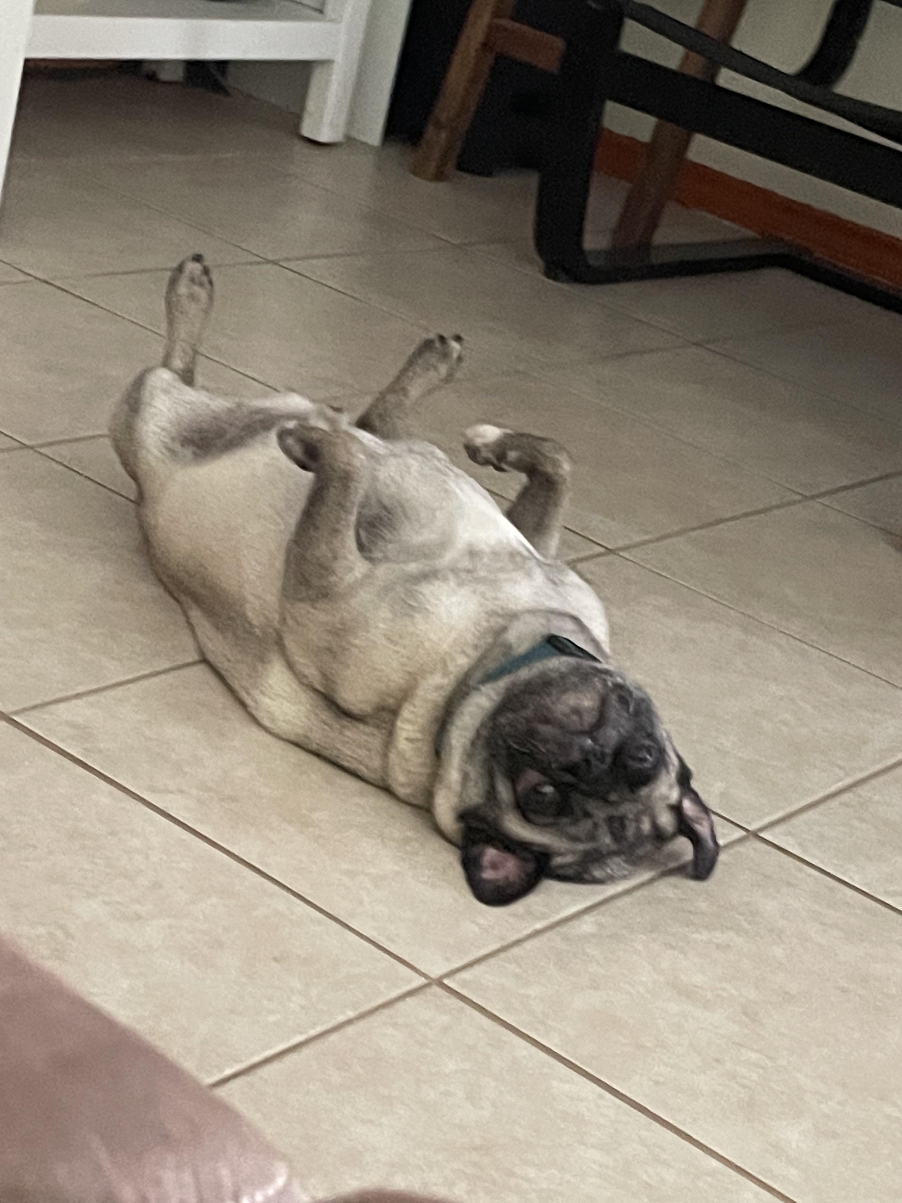 Lazy pooch | Scrolller