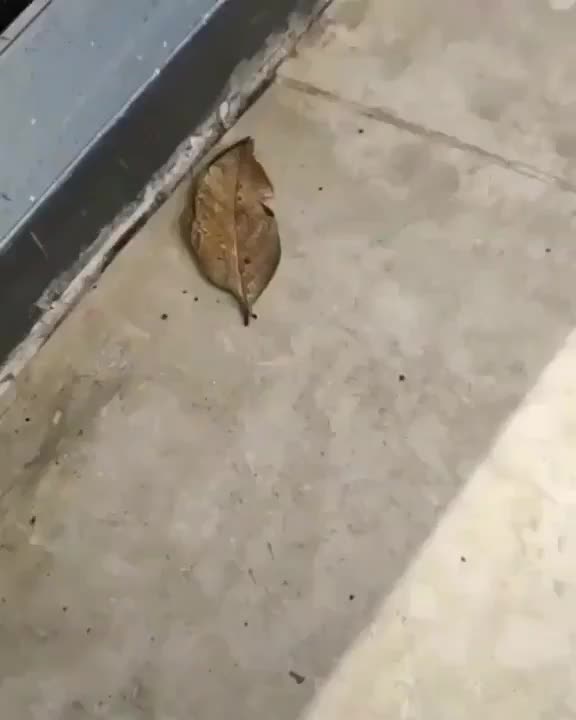 Leaf Butterfly! | Scrolller