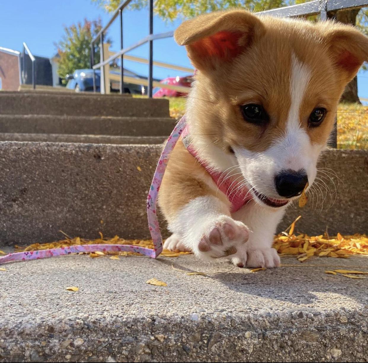 Learning How To Go Down Stairs Scrolller learning-how-to-go-down-stairs-scrolller