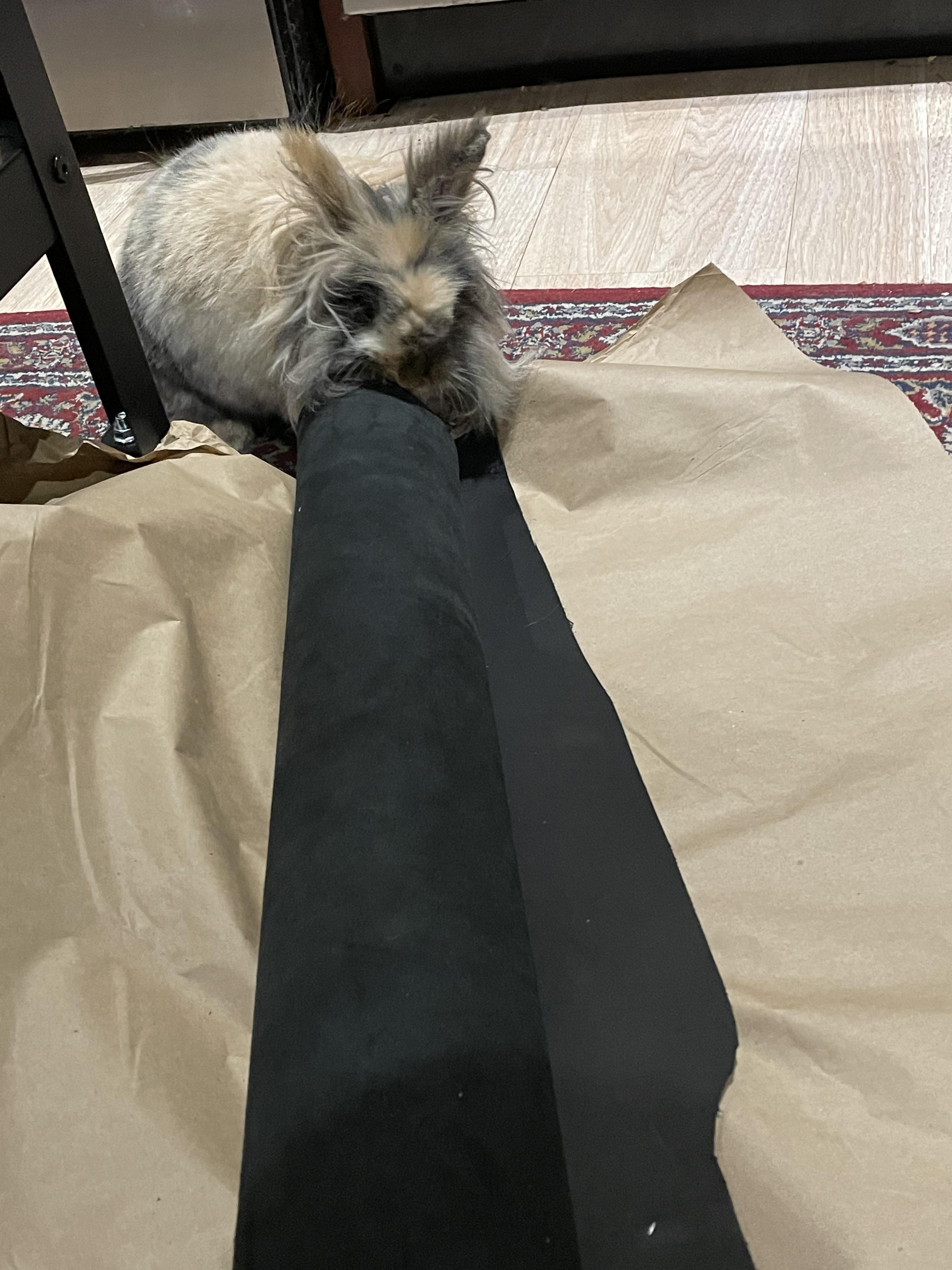 Leather has been approved by my assistant/inspector | Scrolller