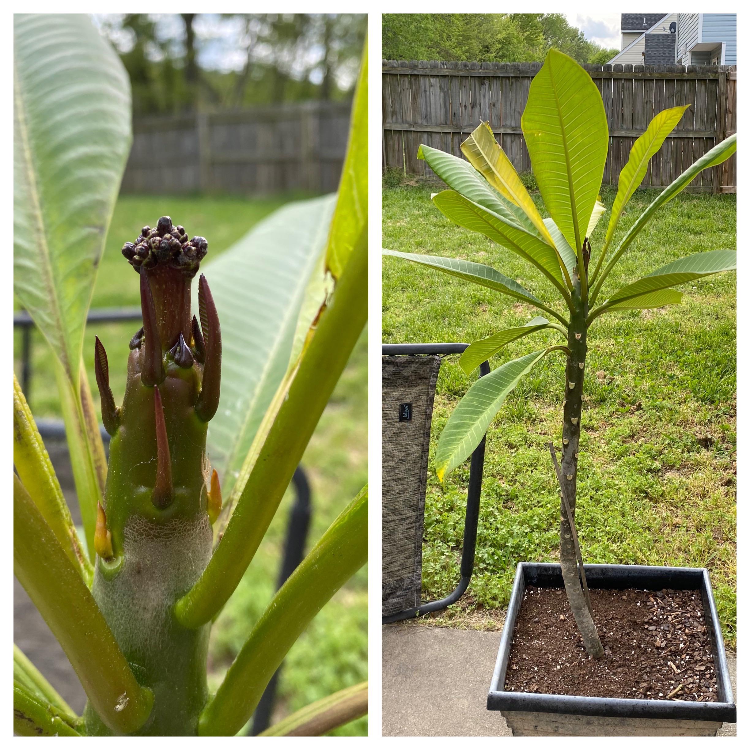 Leaves dying but new growth? | Scrolller