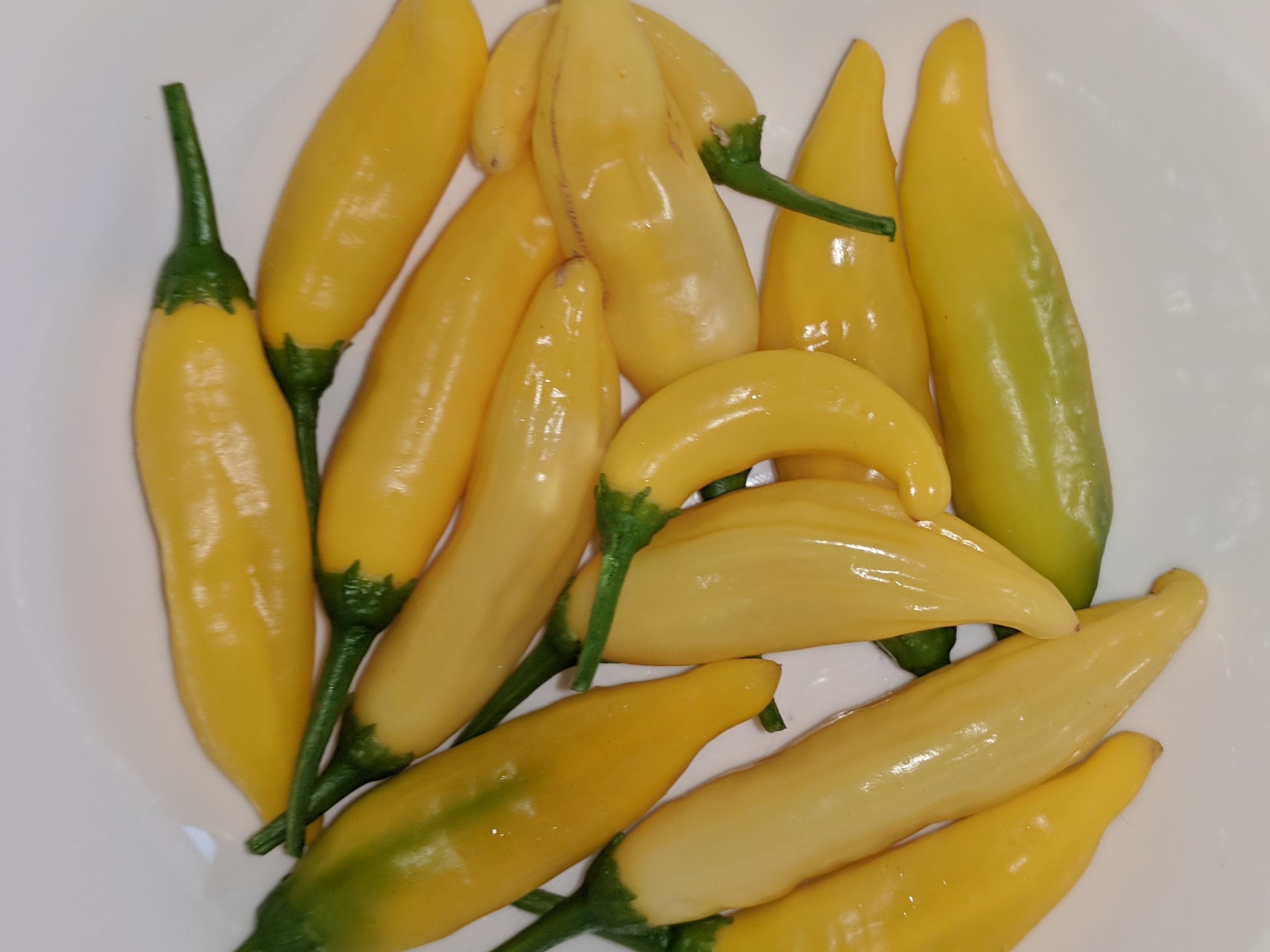 Lemon drop Chilli | Scrolller