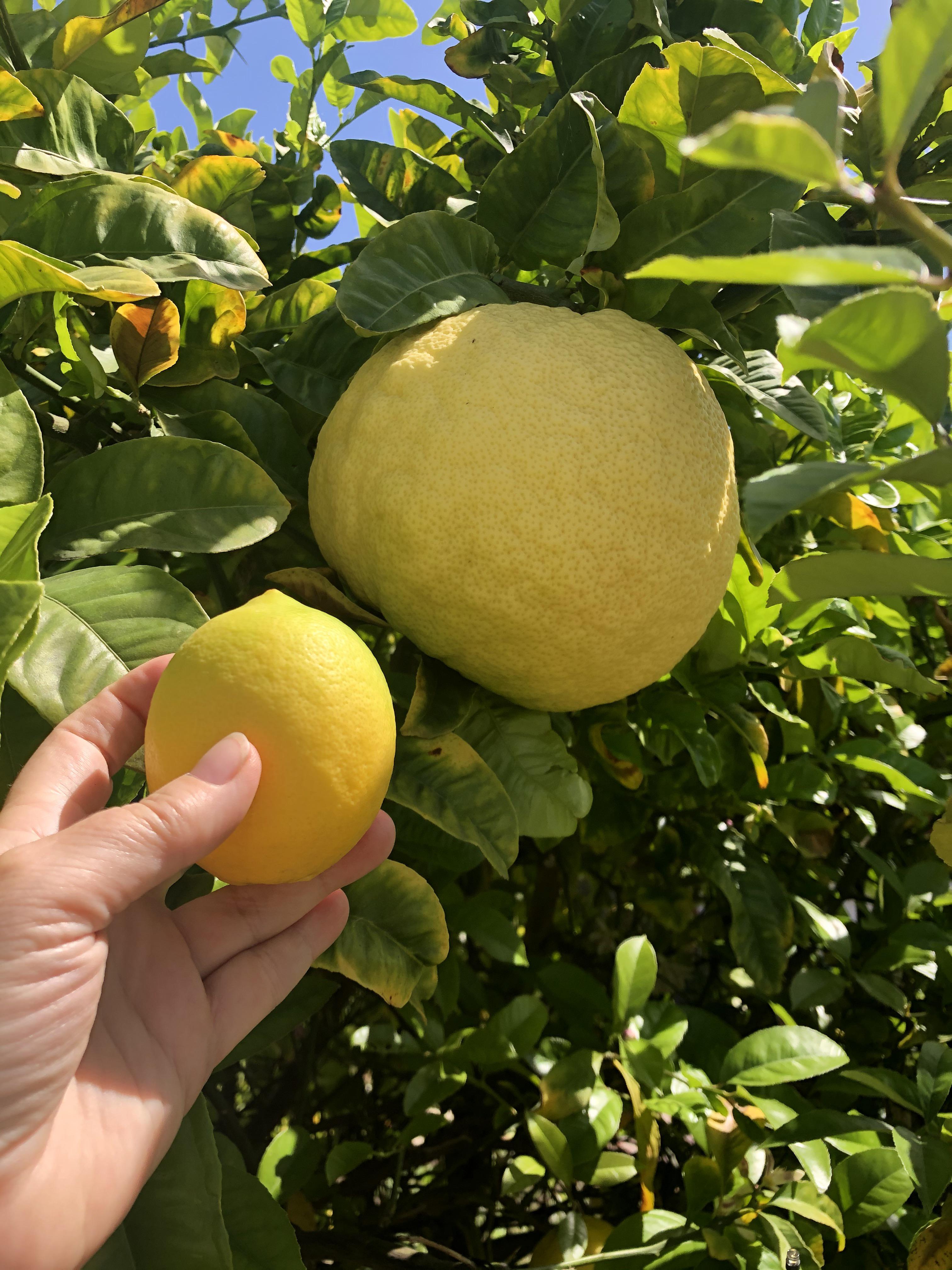 Lemon from the same tree for scale | Scrolller