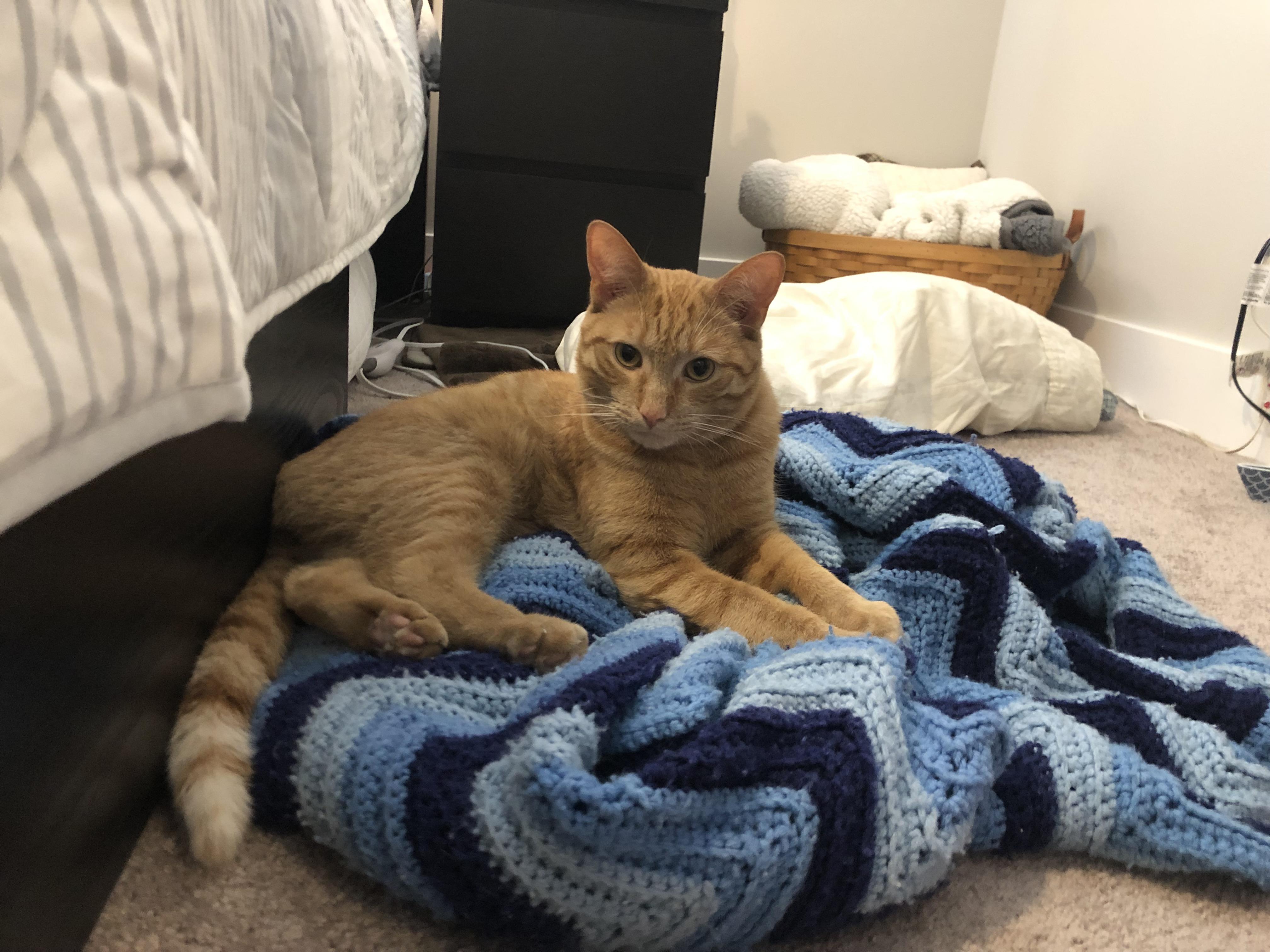 Lenny boy laying on my blanket while I get ready for classes. 🧡 | Scrolller