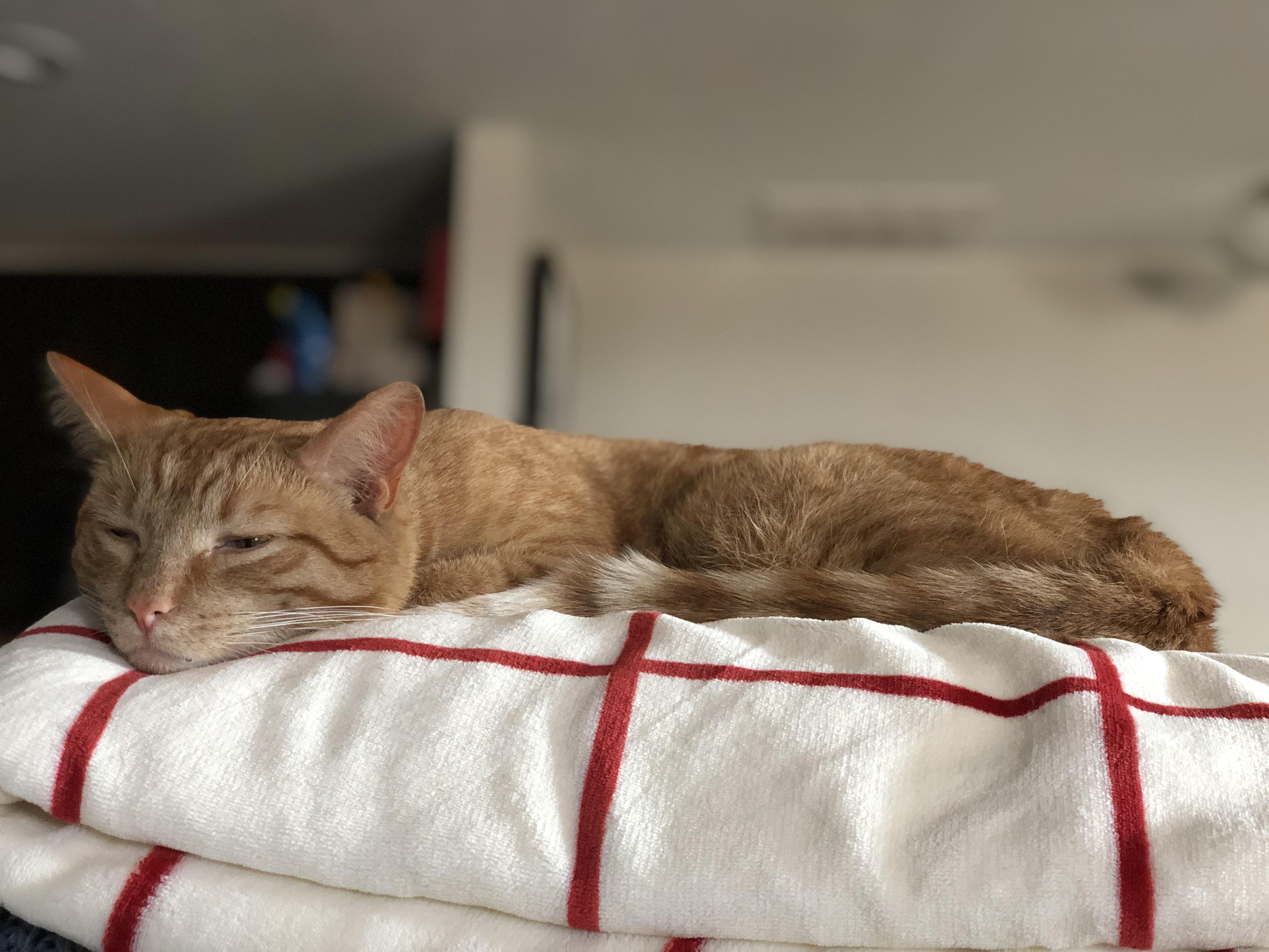 Lenny boy taking a little snooze. 🧡 | Scrolller