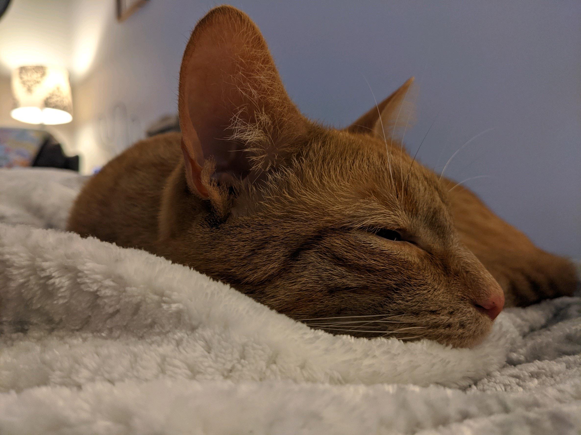 Lenny taking a morning snooze 💤 | Scrolller