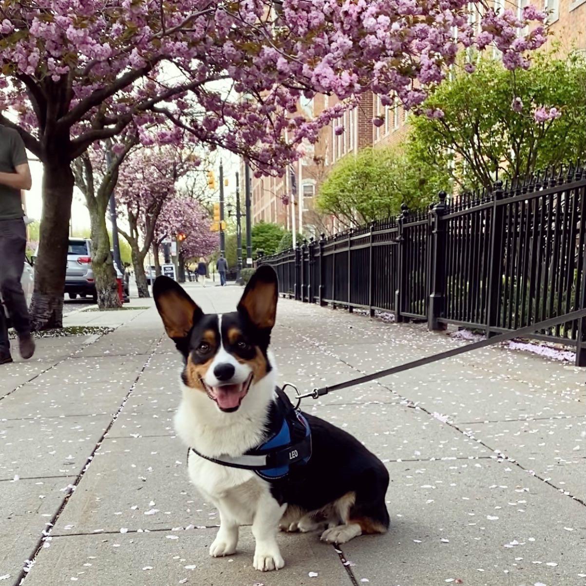 Leo is ready for Spring! | Scrolller