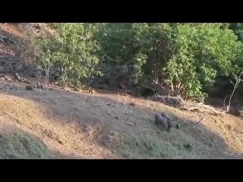 Leopard chases down a Warthog piglet | Scrolller