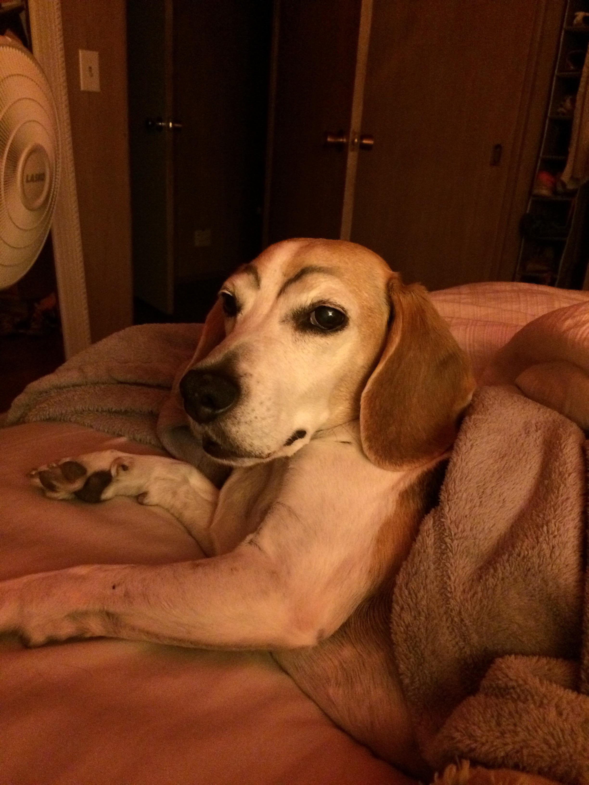 Let me express myself hooman | Scrolller