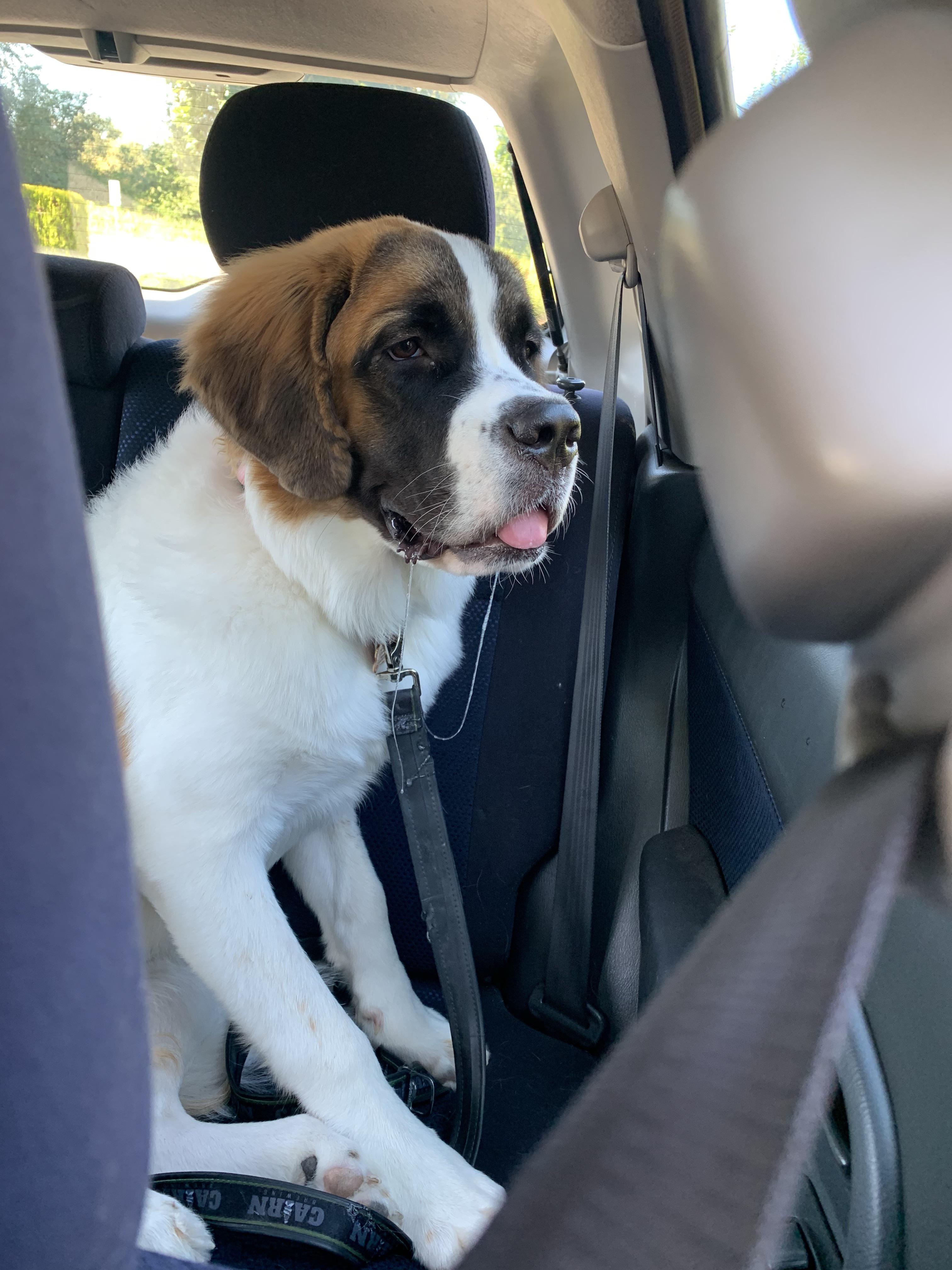 Letting all the drool hang out in the drive thru | Scrolller