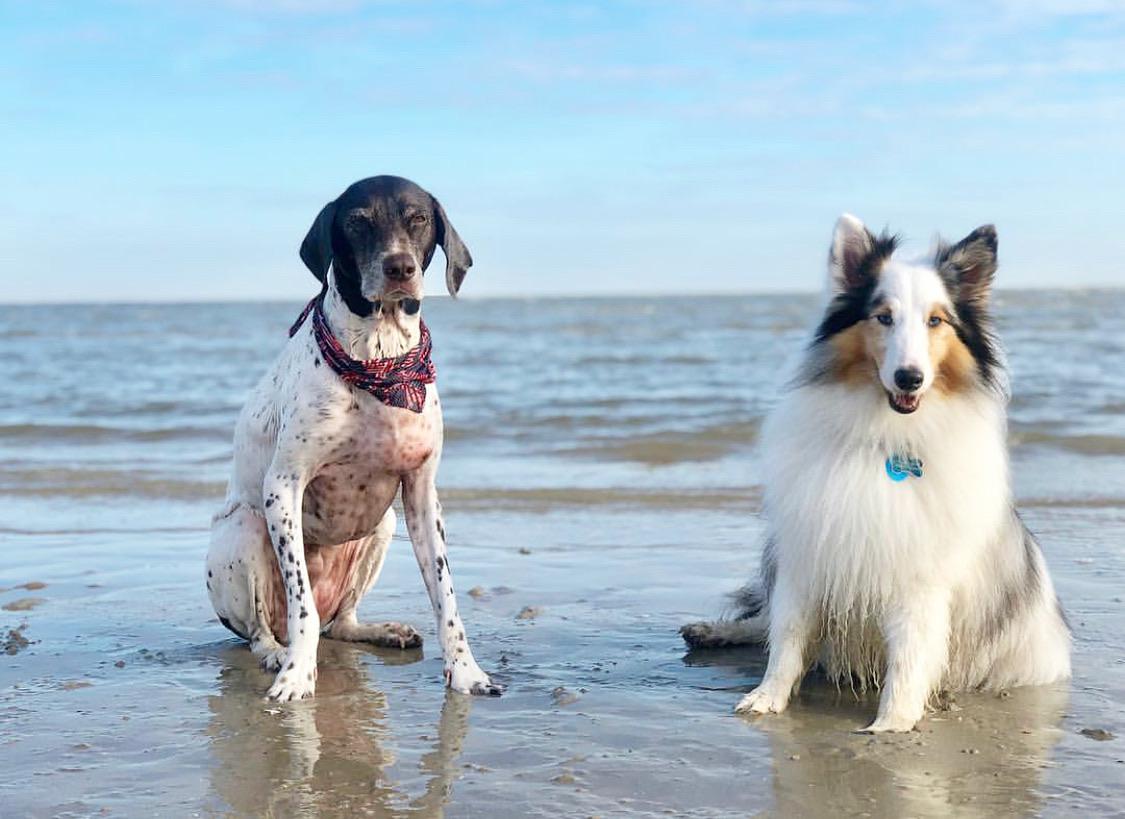 Lexi and her GSP sister getting sandy! | Scrolller