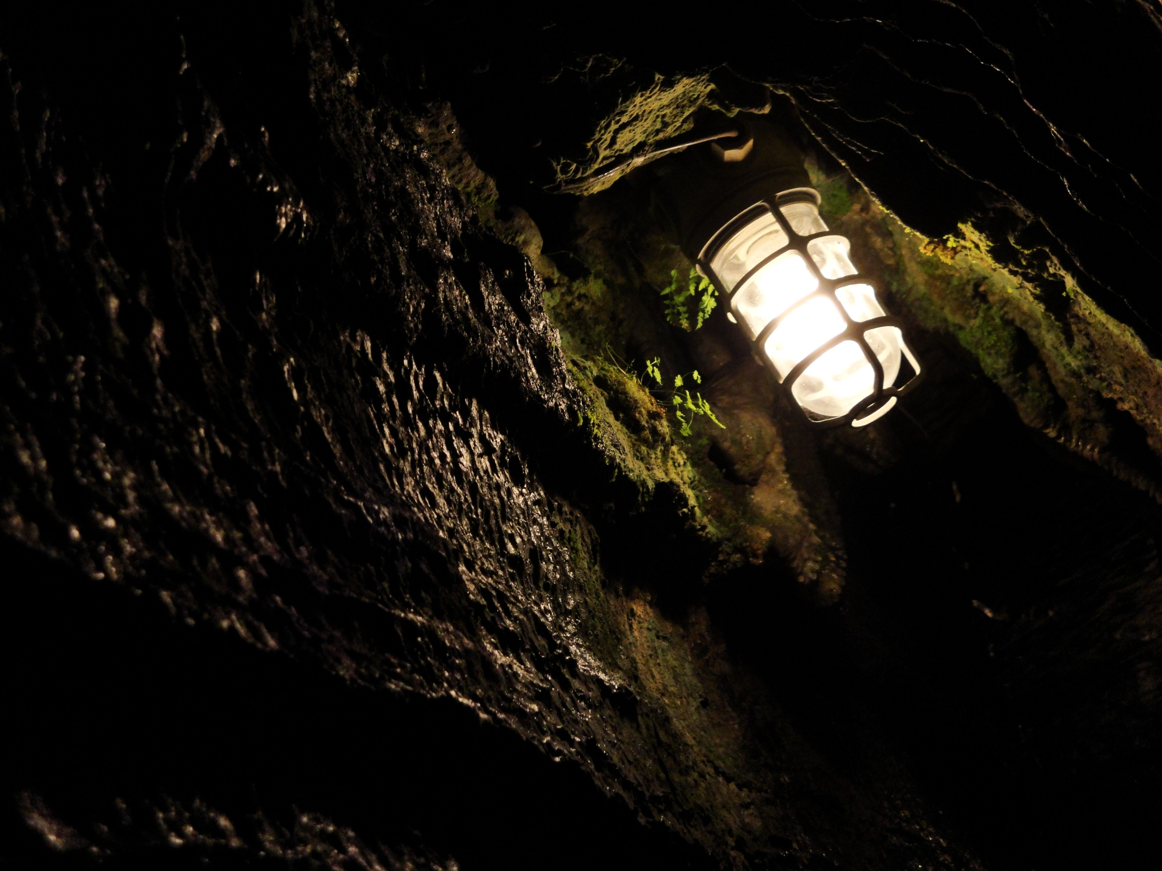 Life underground; moss grows around a lamp deep inside the otherwise pitch-black Bonnechere ...