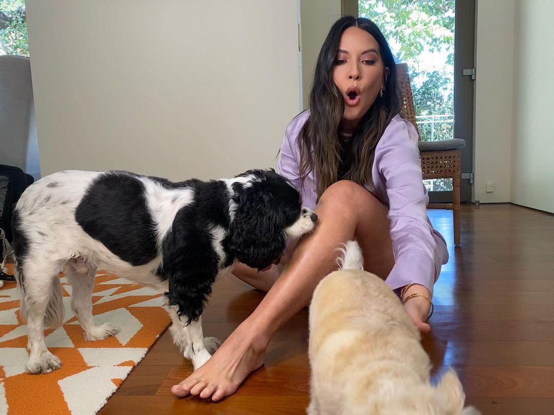 Life with dogs | Scrolller