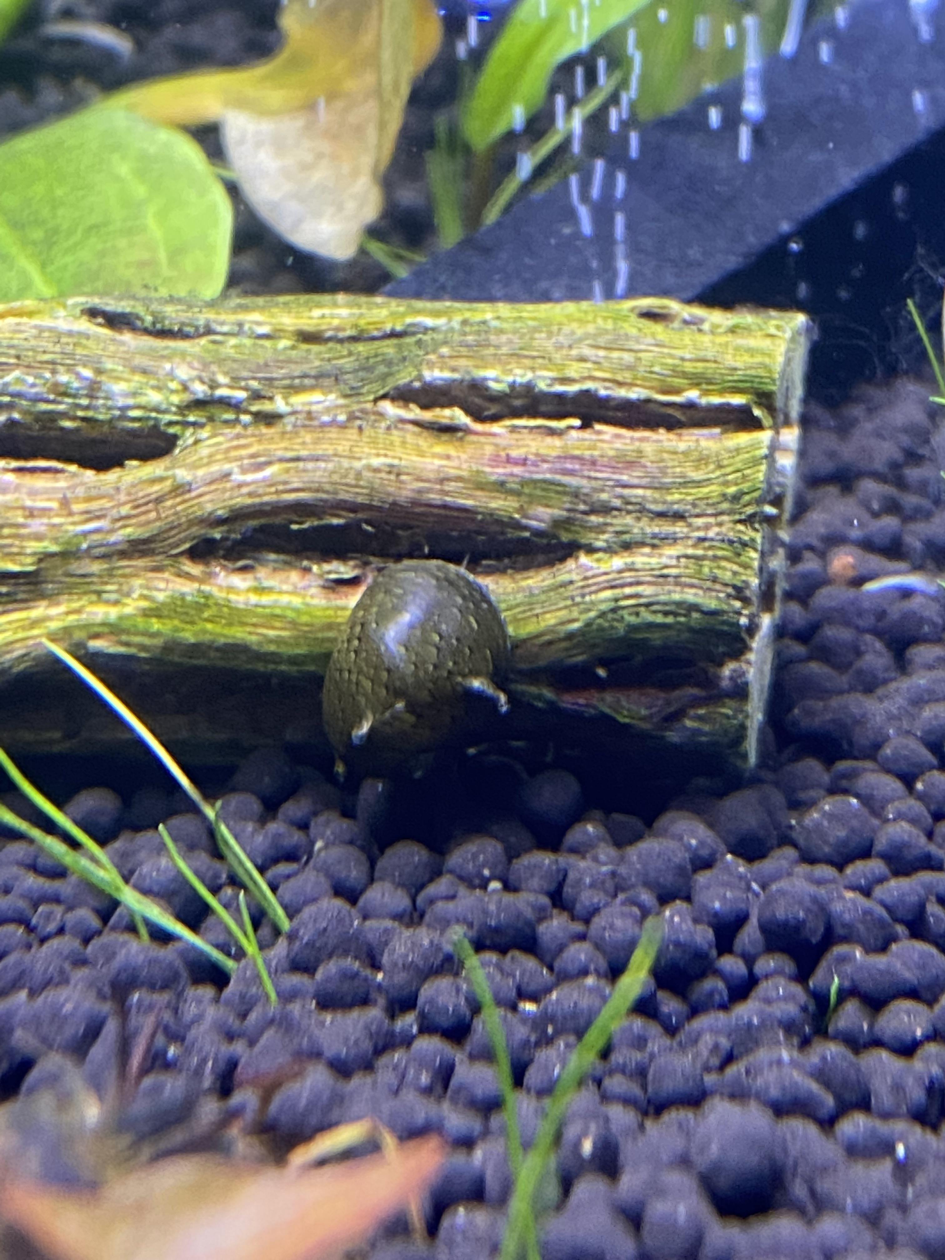 Light was dark. I thought it was a black horned nerite. Is this some kind of nerite snail ...