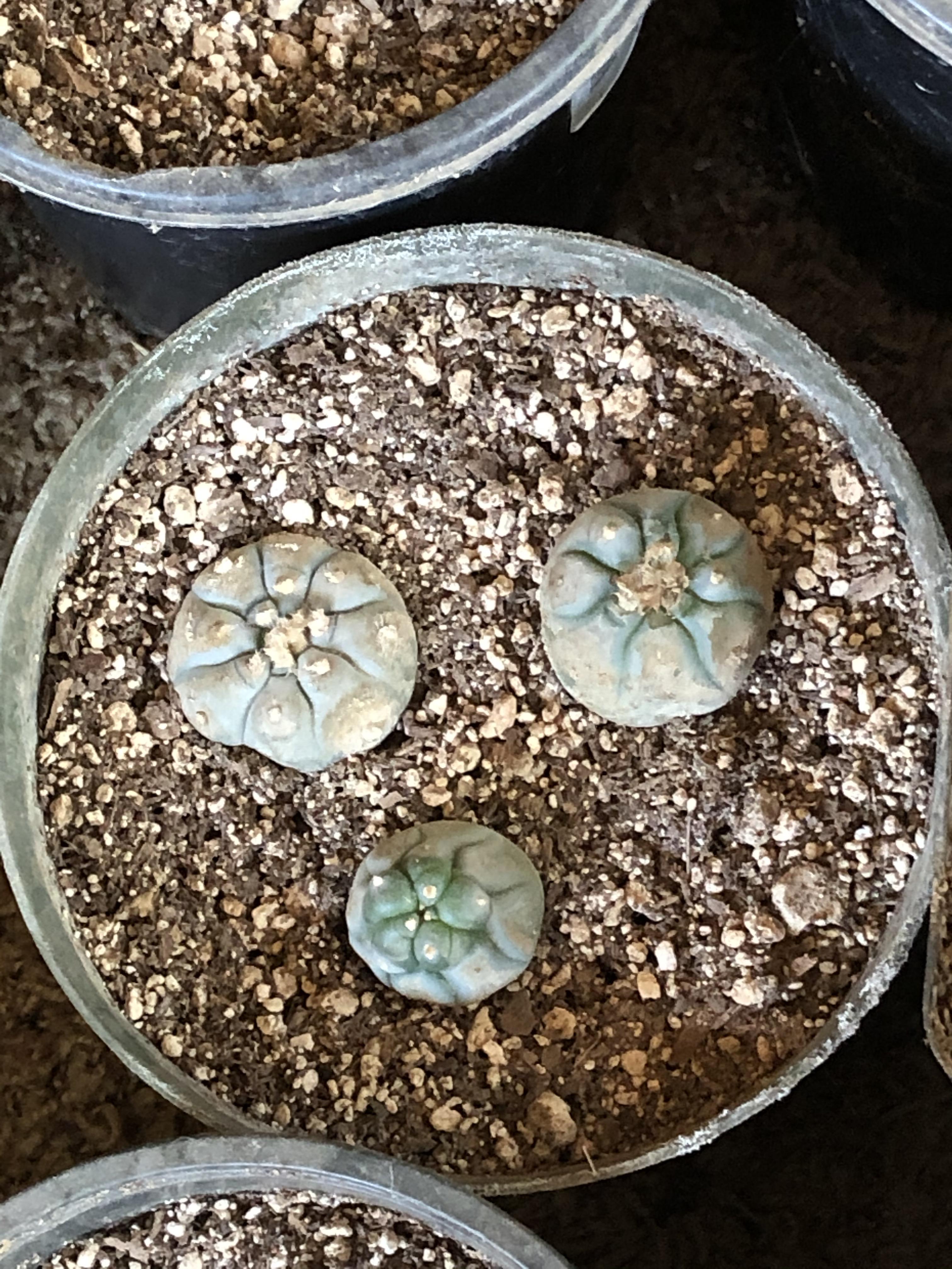 Like 3 peas in a pod | Scrolller