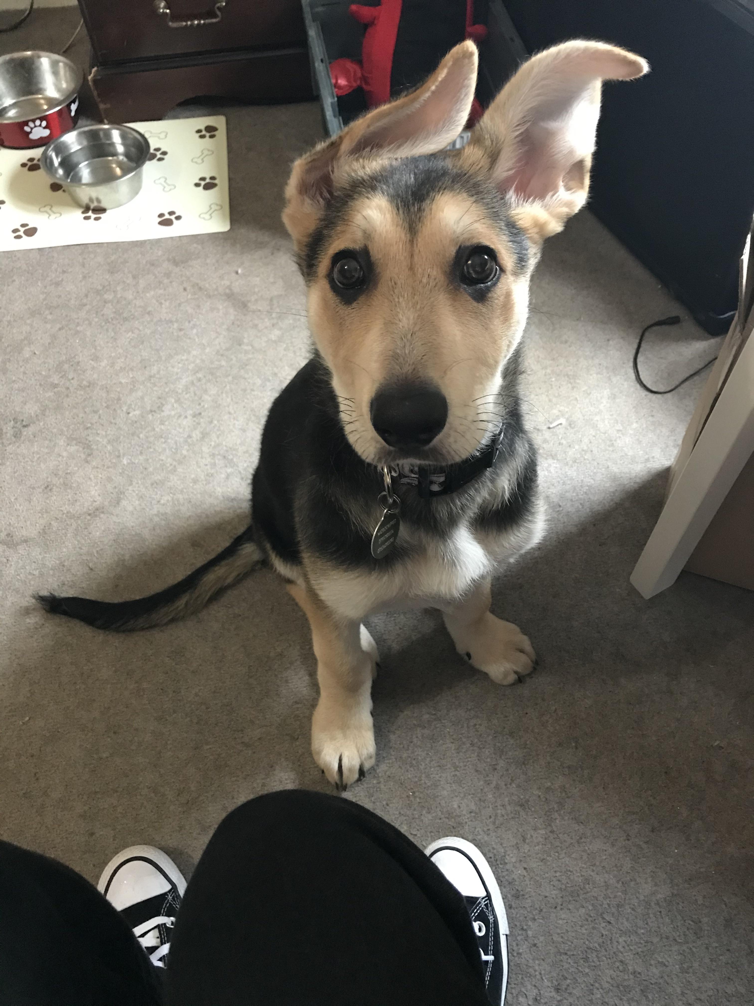 Like butter wouldn’t melt, everyone meet Boba Fettch! | Scrolller