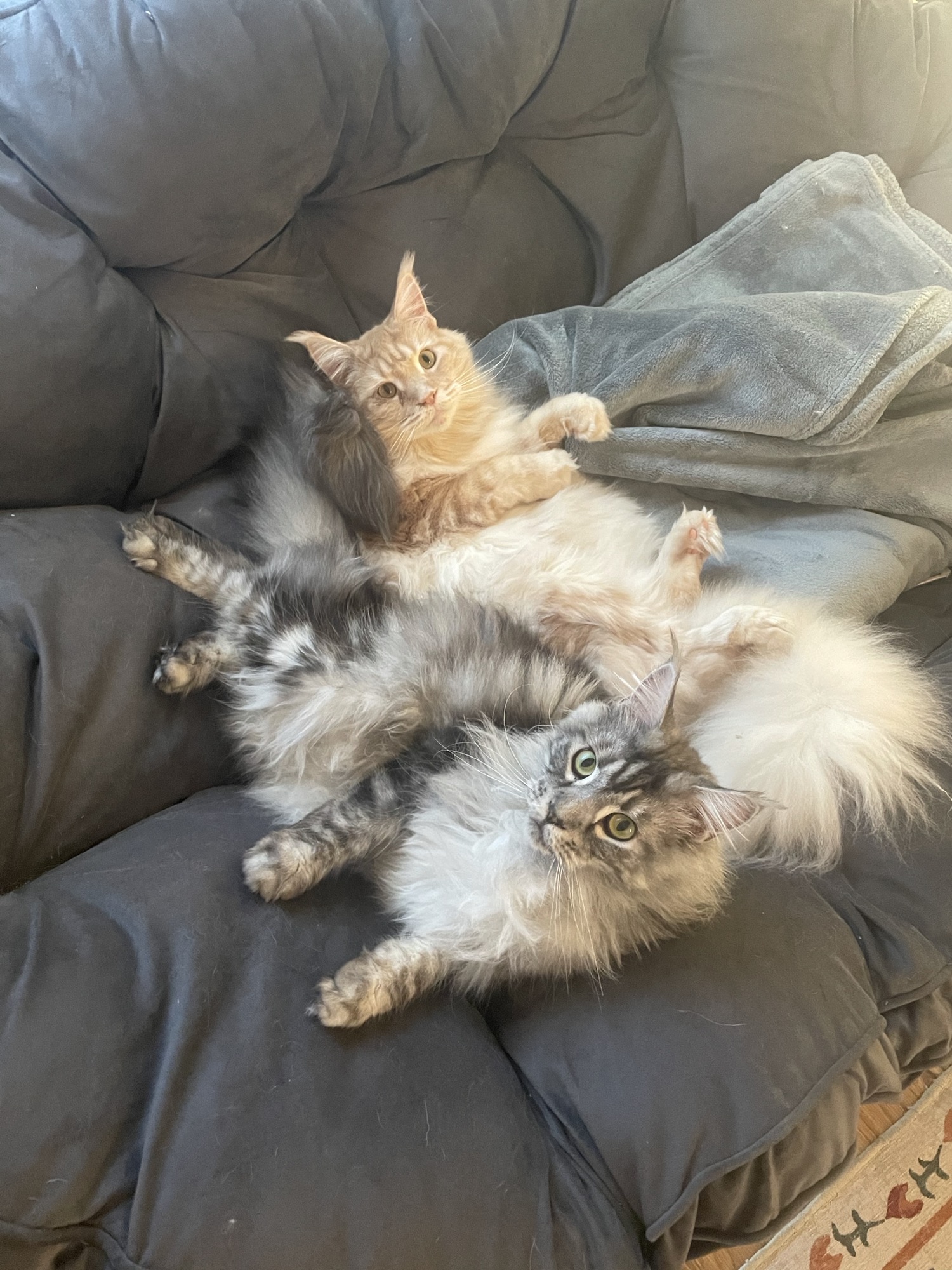 Lil Chonks | Scrolller