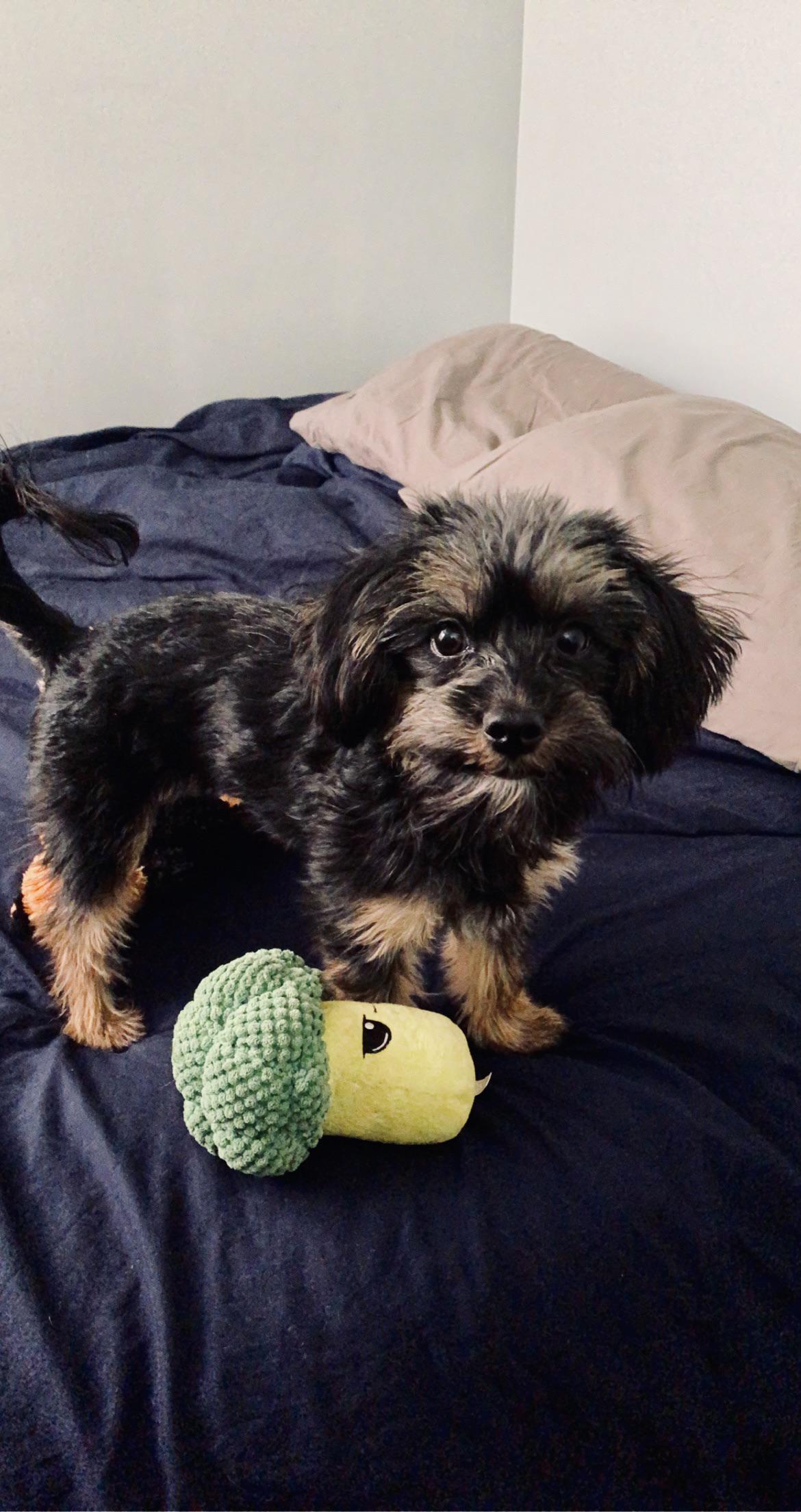 Lilah & her broccoli 🥦 | Scrolller