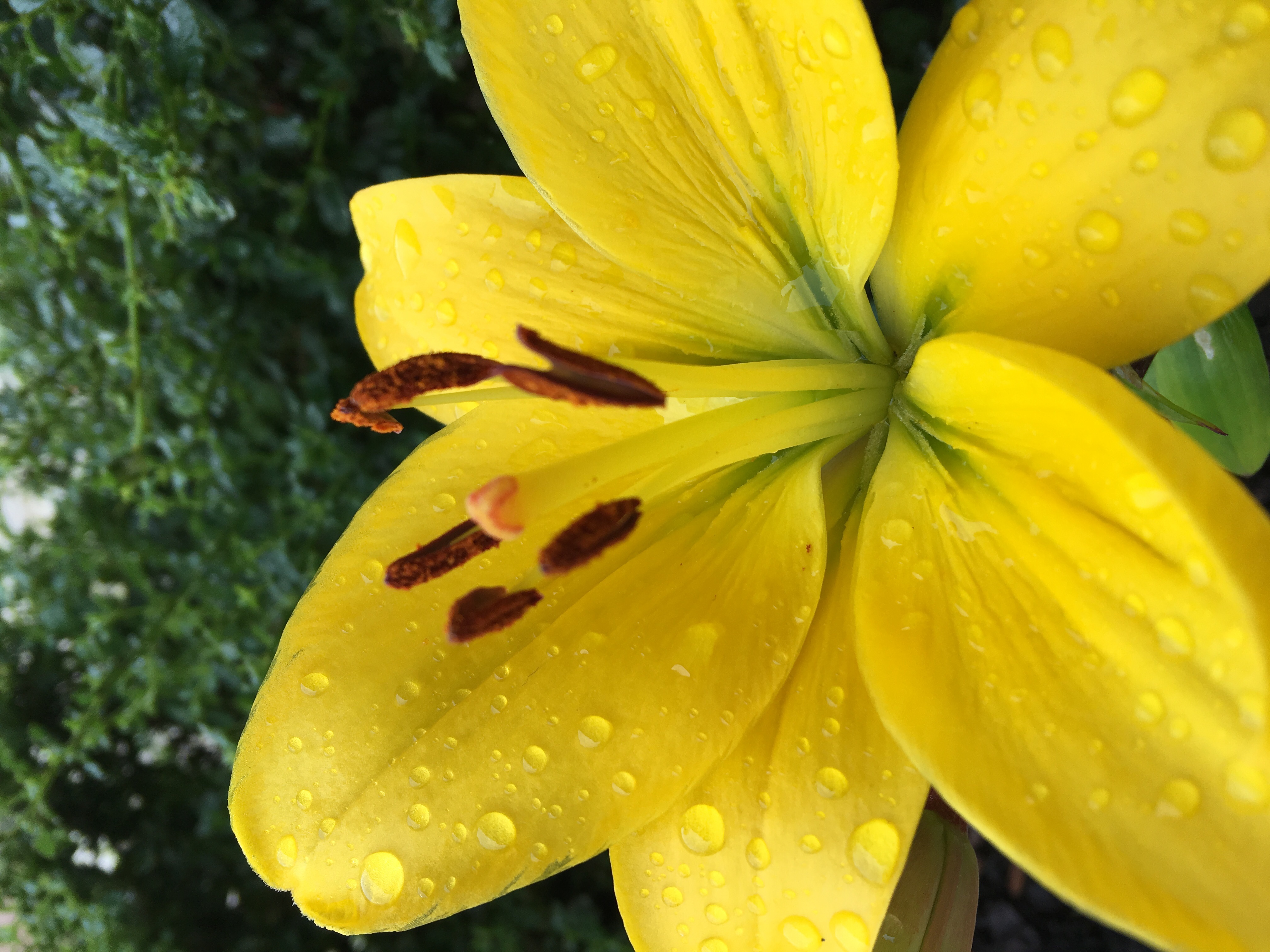 Lily Scrolller