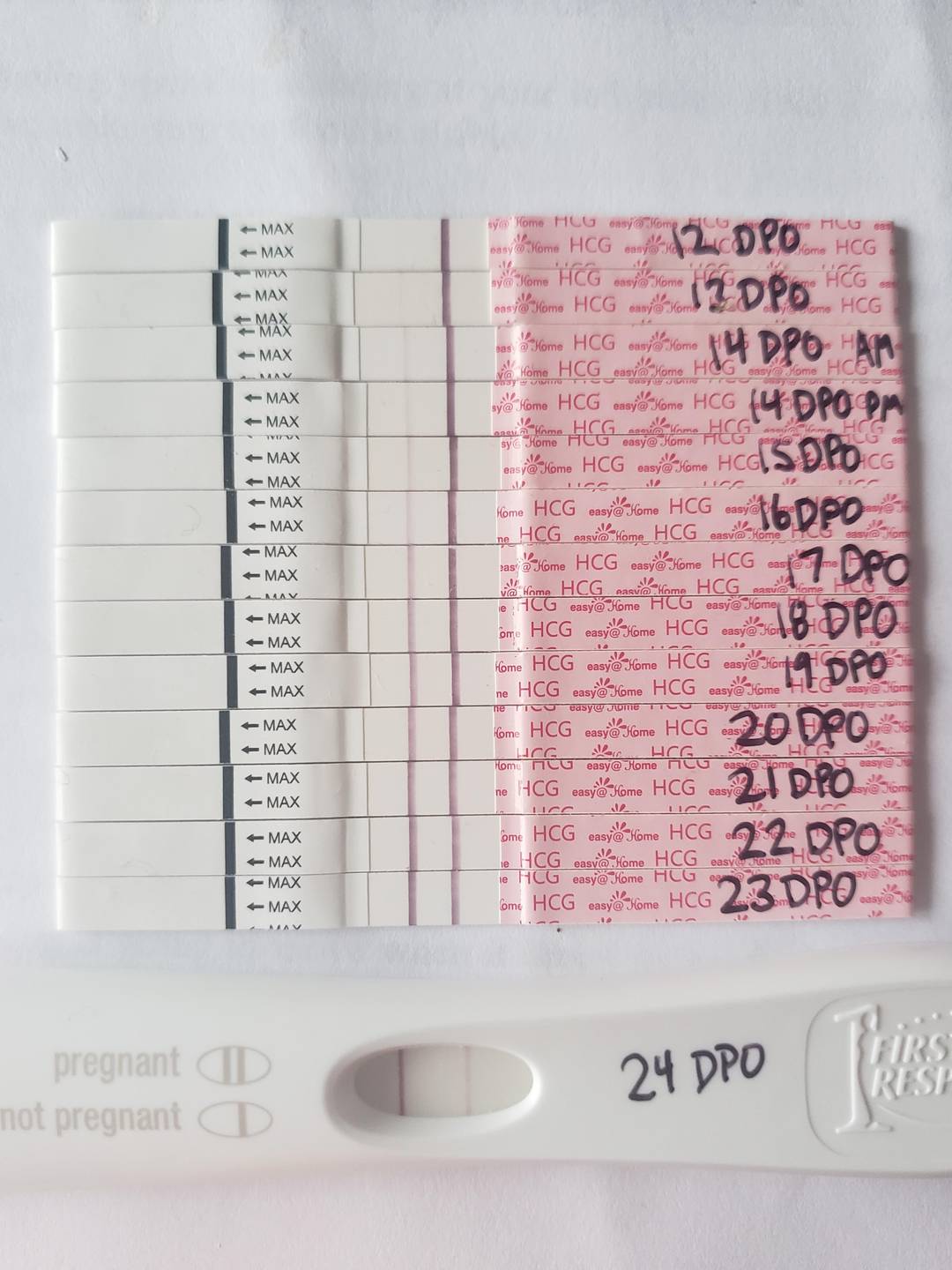 Line progression 12 DPO-23 DPO Easy@Home (plus a 24 DPO FRER for fun ...