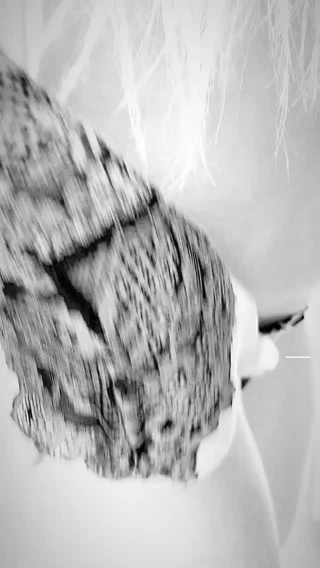 Lingerie Scrolller