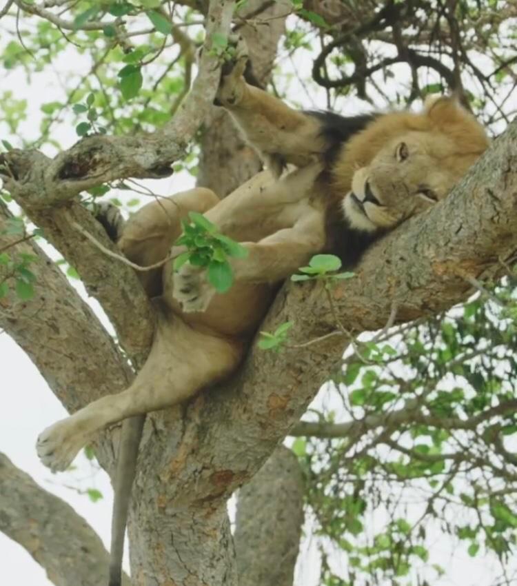 lion in a tree | Scrolller