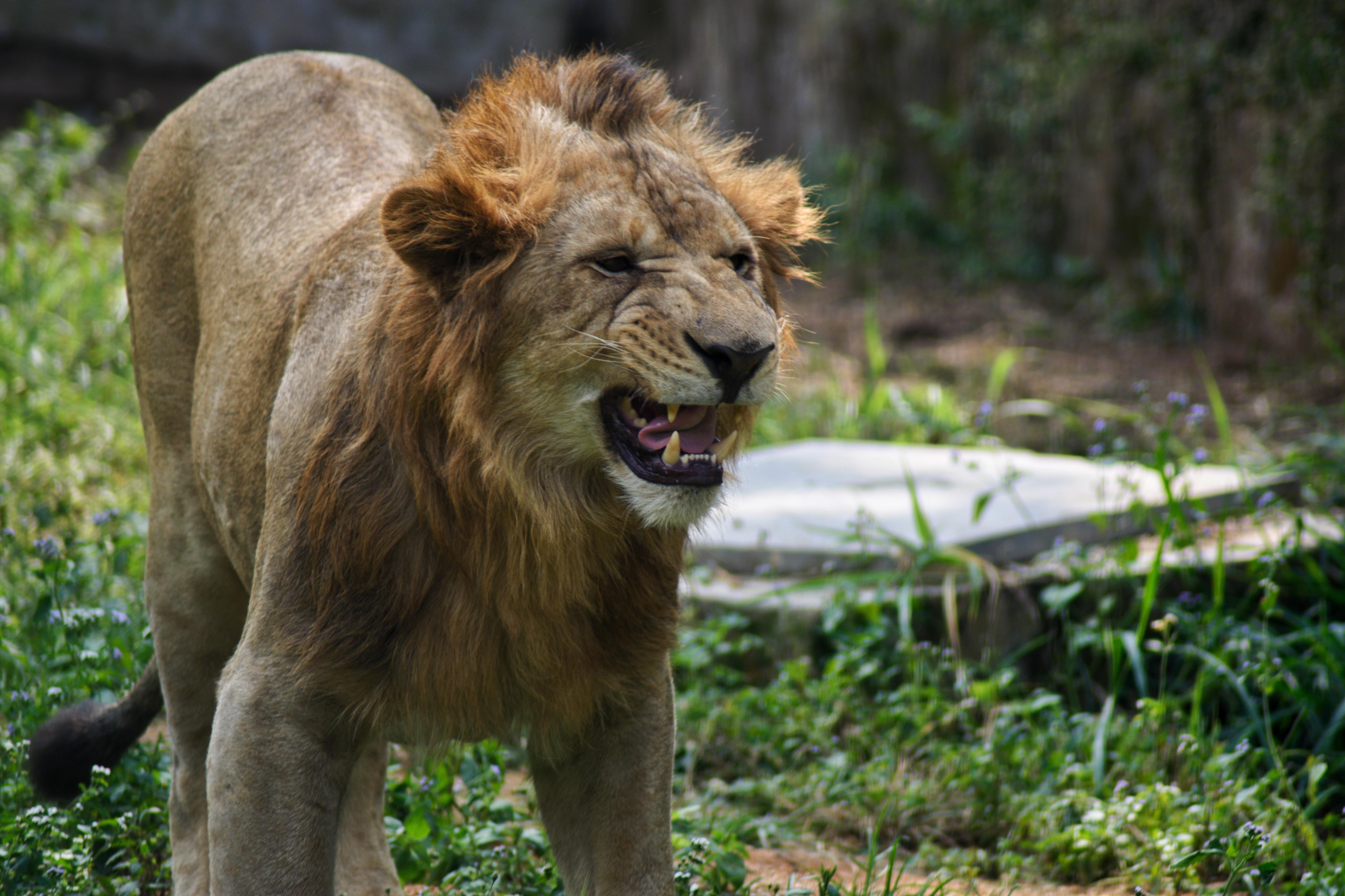 Lion. The king. | Scrolller