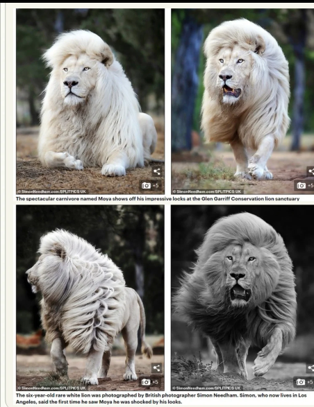 Lion with albinism. | Scrolller