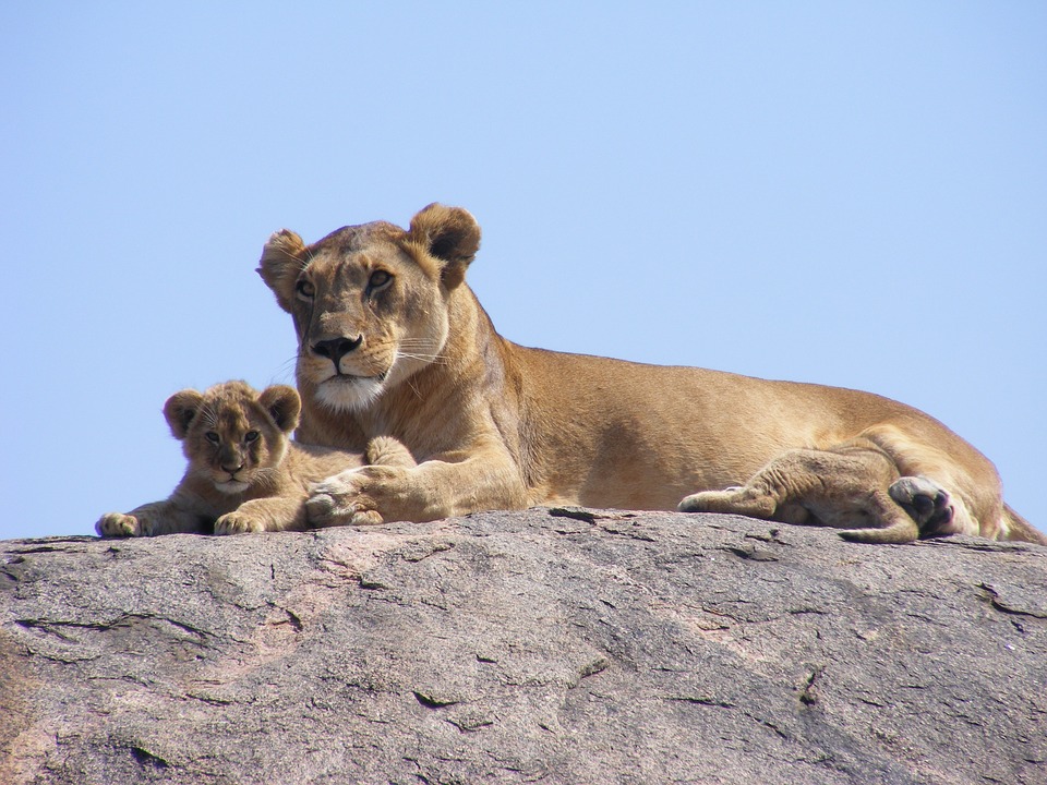 🔥 Lioness and cub (Photo credit to Jeanette Joy Fisher) | Scrolller