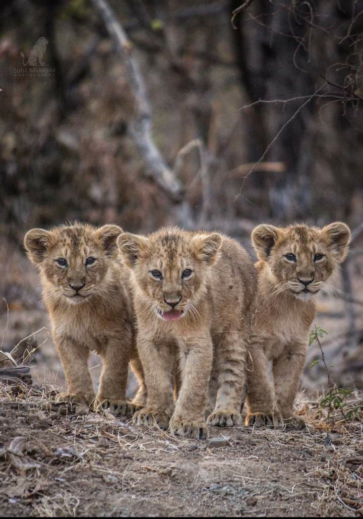 Lion's cub | Scrolller