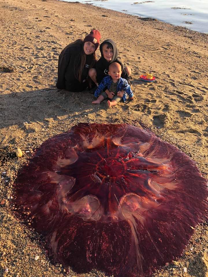 Lion's Mane Jellyfish that washed ashore in Maine. The largest one ever recorded had a 7-foot ...