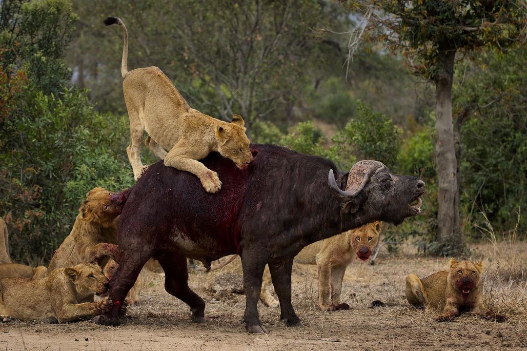 Lions slowly but surely taking down a Buffalo | Scrolller