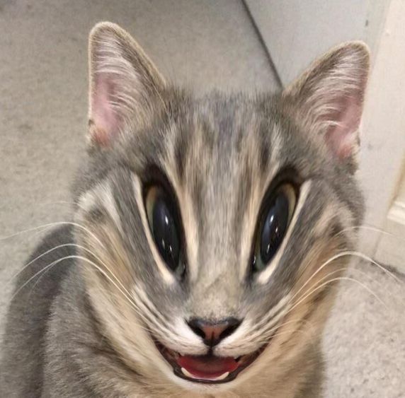 Liquid Catt | Scrolller