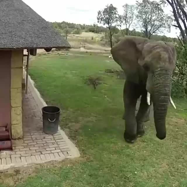 Litterbug elephant | Scrolller