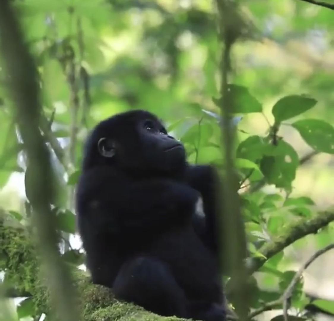 Little baby gorilla | Scrolller