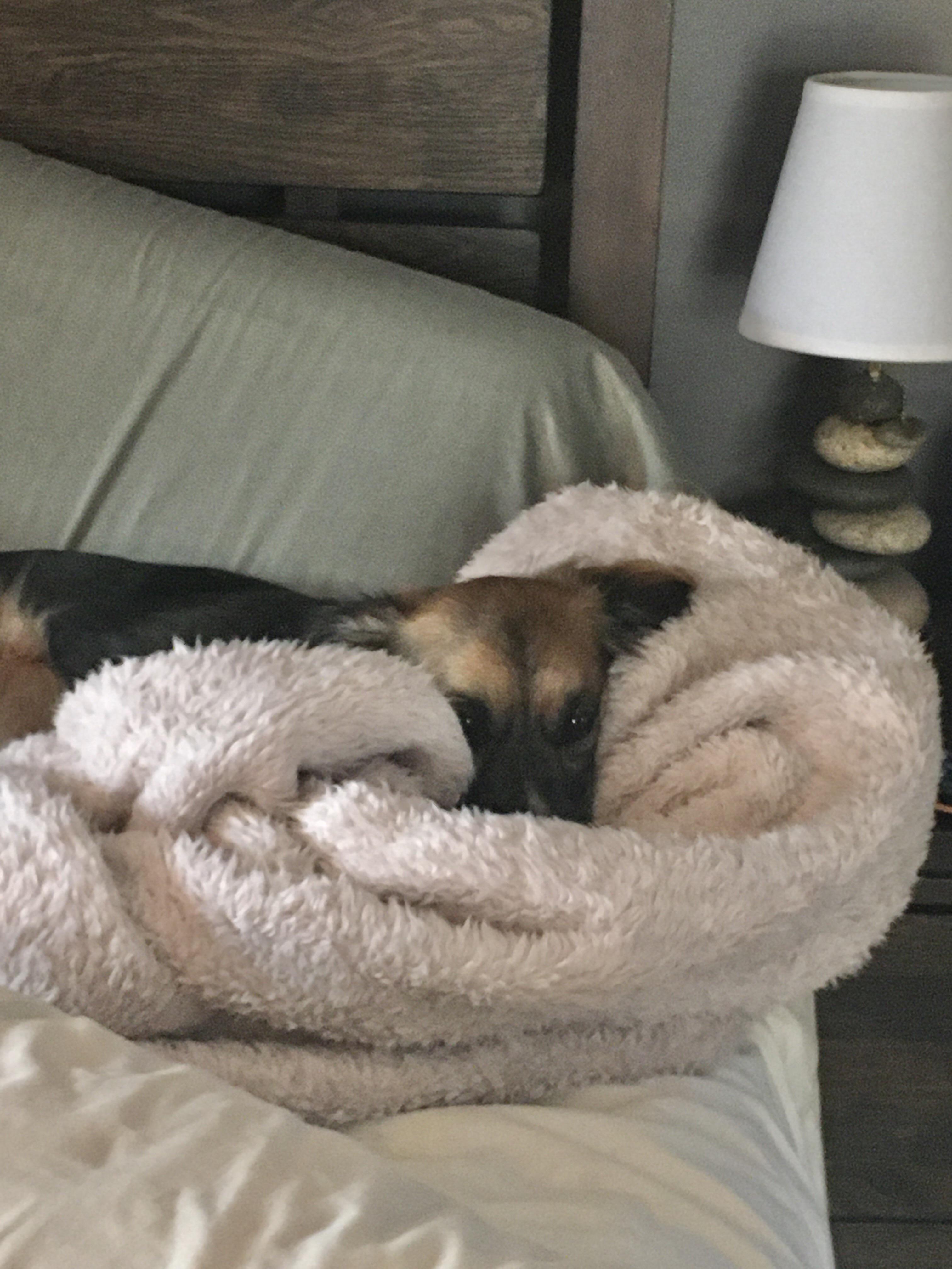 Little Bear loves his pink blankey | Scrolller