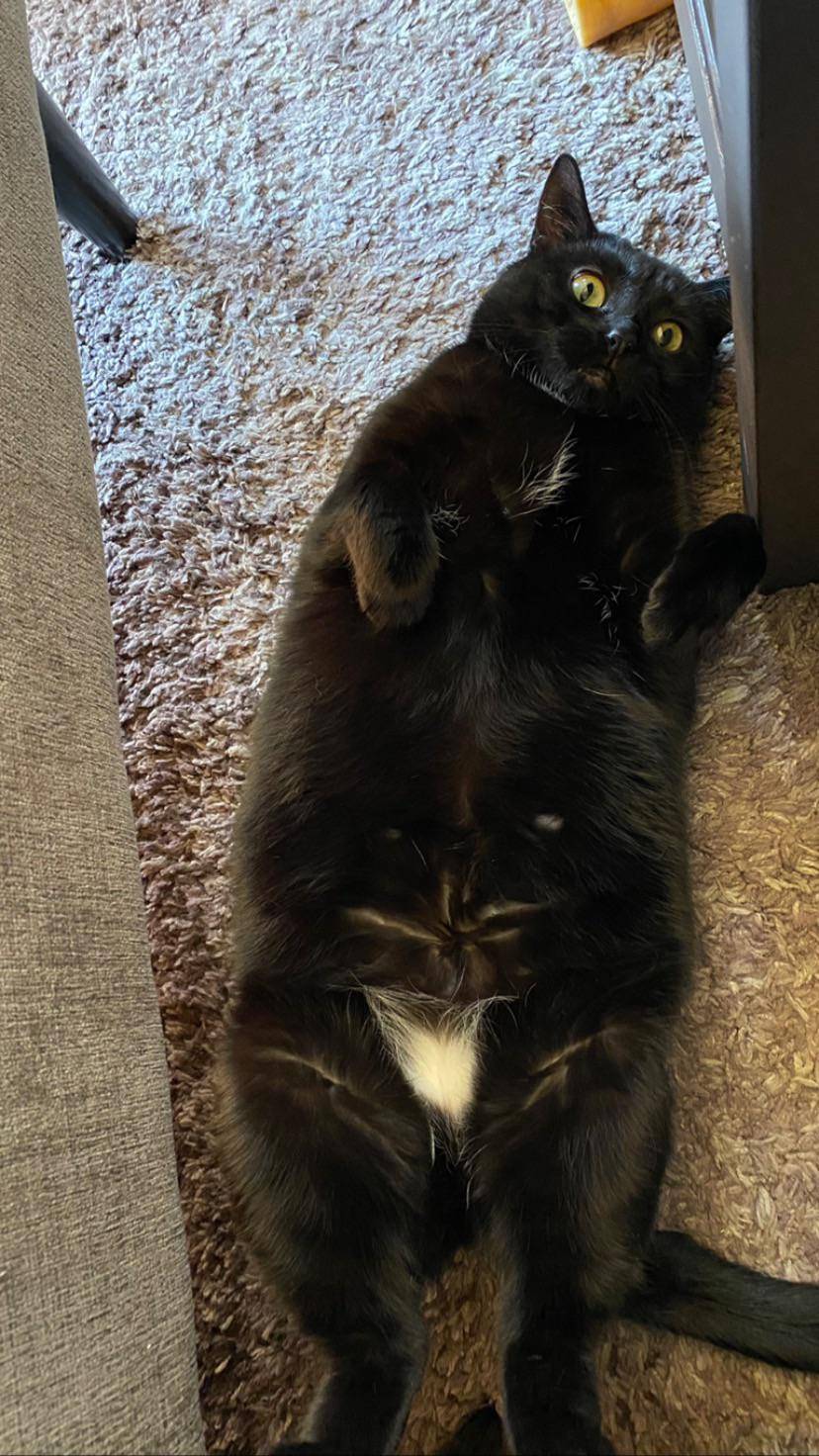 Little big belly | Scrolller