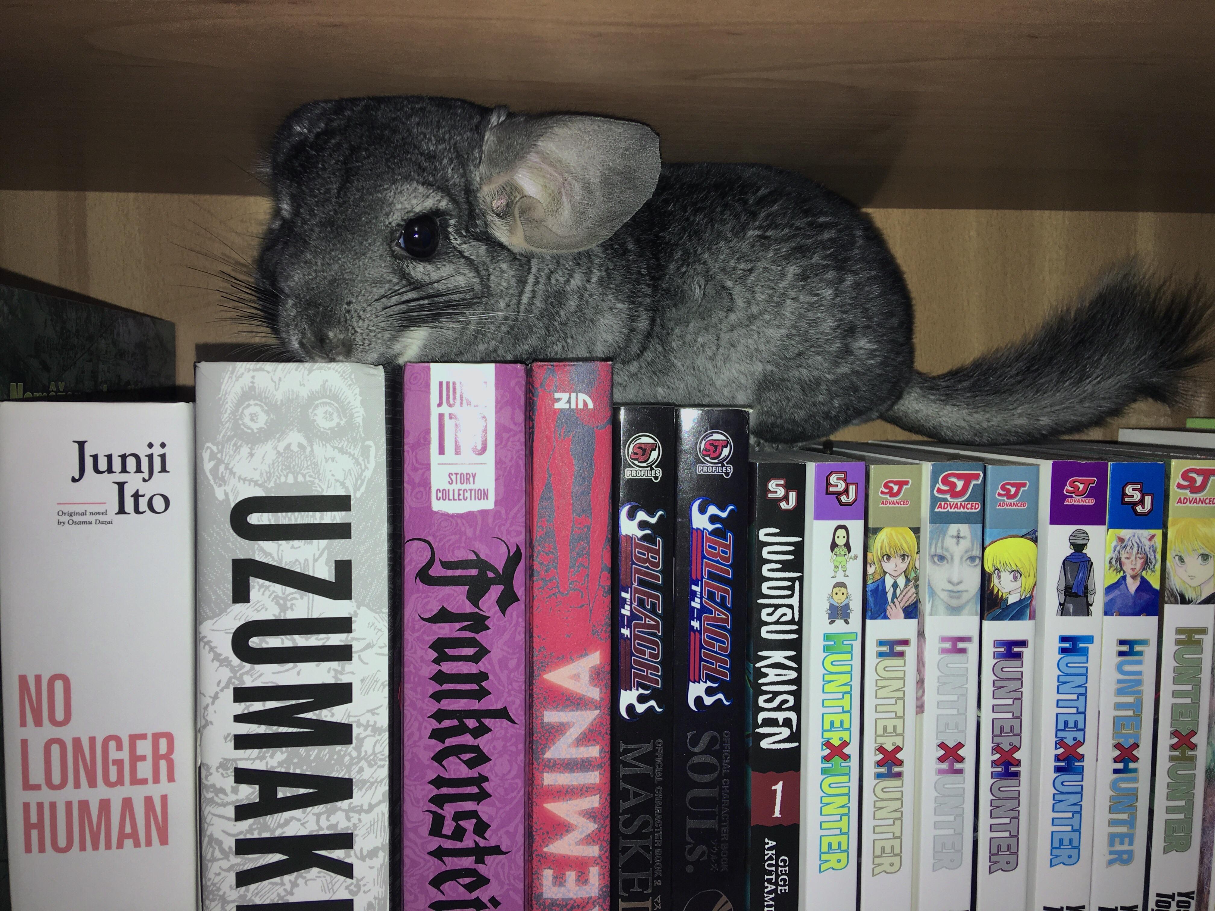 Little bookworm IQ 😂 | Scrolller