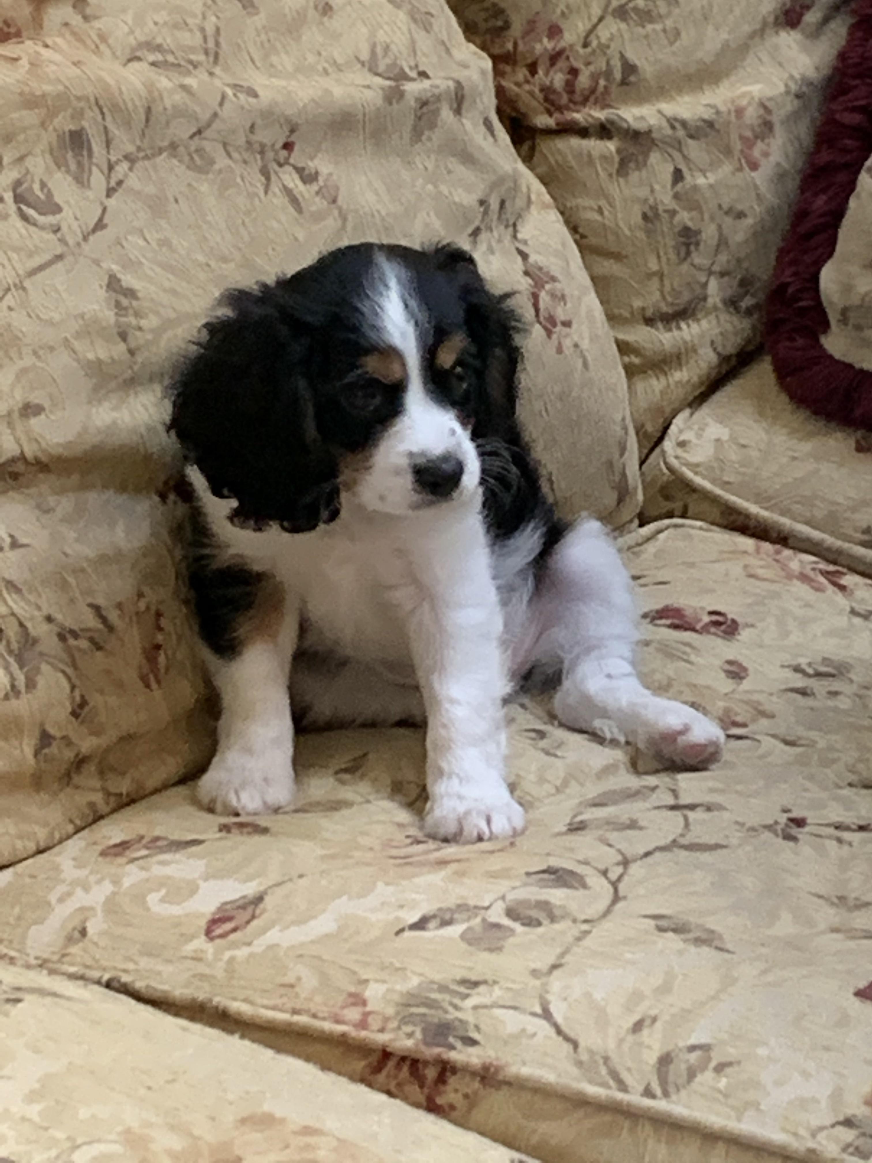 Little Bruno looking in the distance | Scrolller