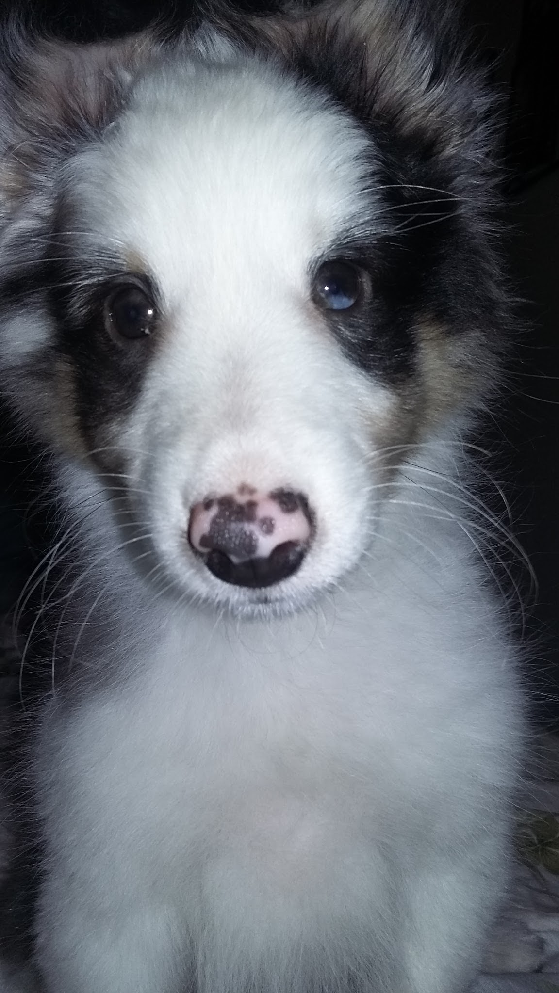 Little bundle of energy, Jasper | Scrolller