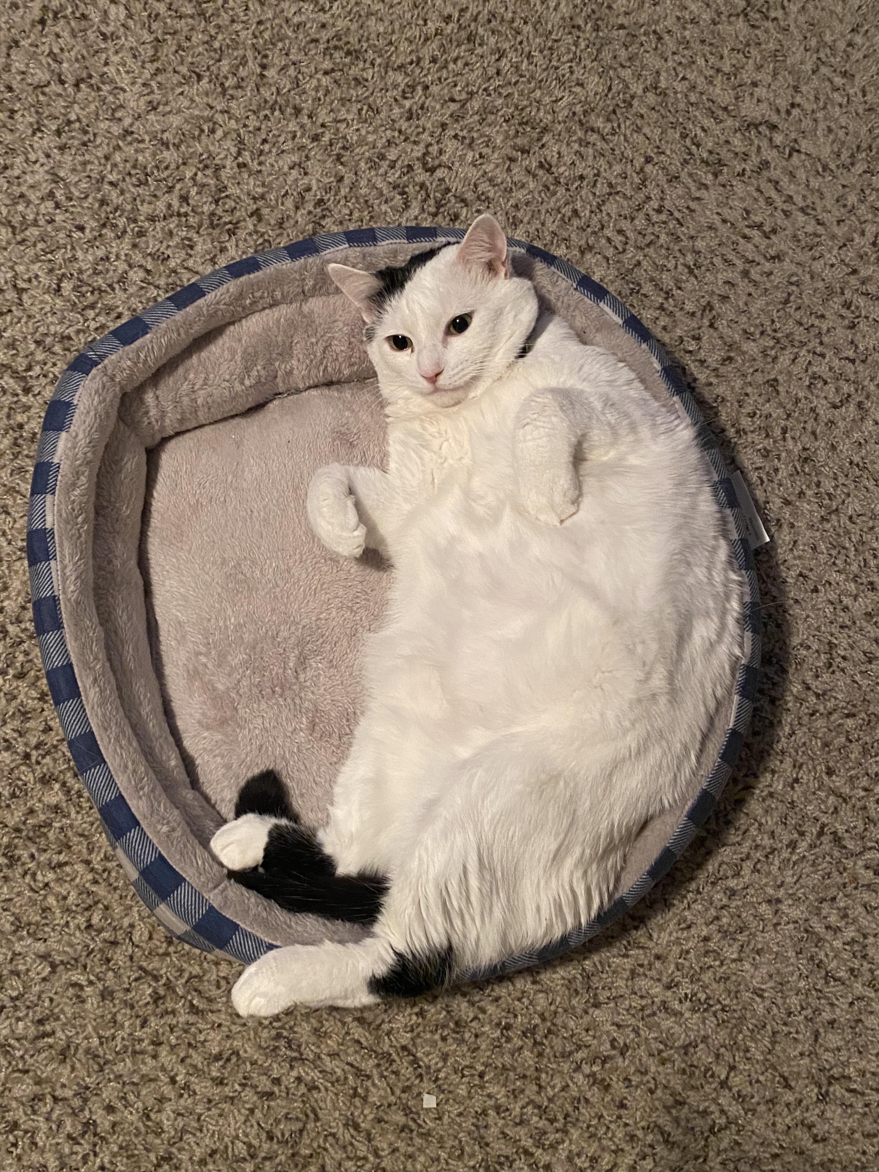Little mashed potato belly | Scrolller