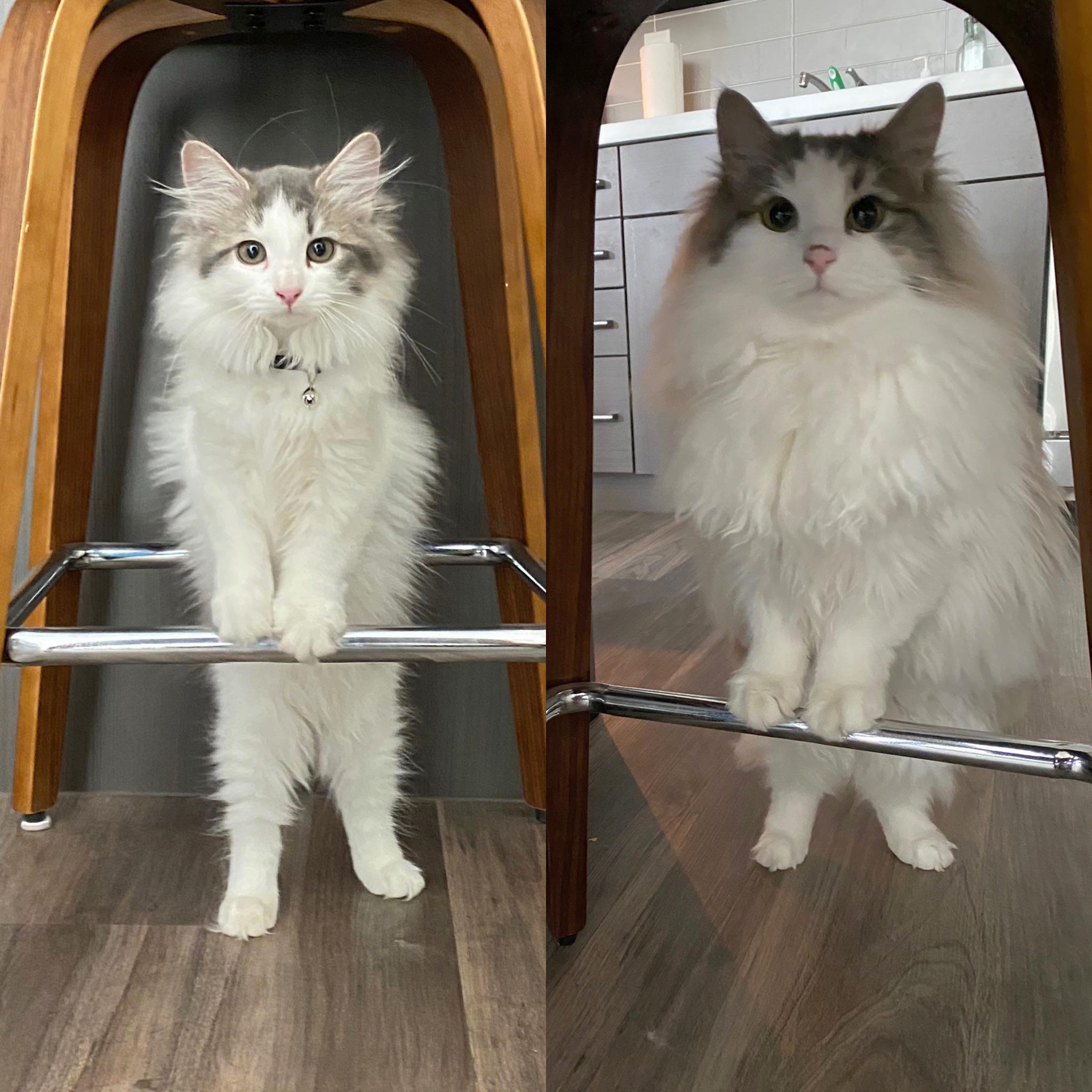 Little Nadja at 8 Weeks vs. 8 Months - So much floof! | Scrolller