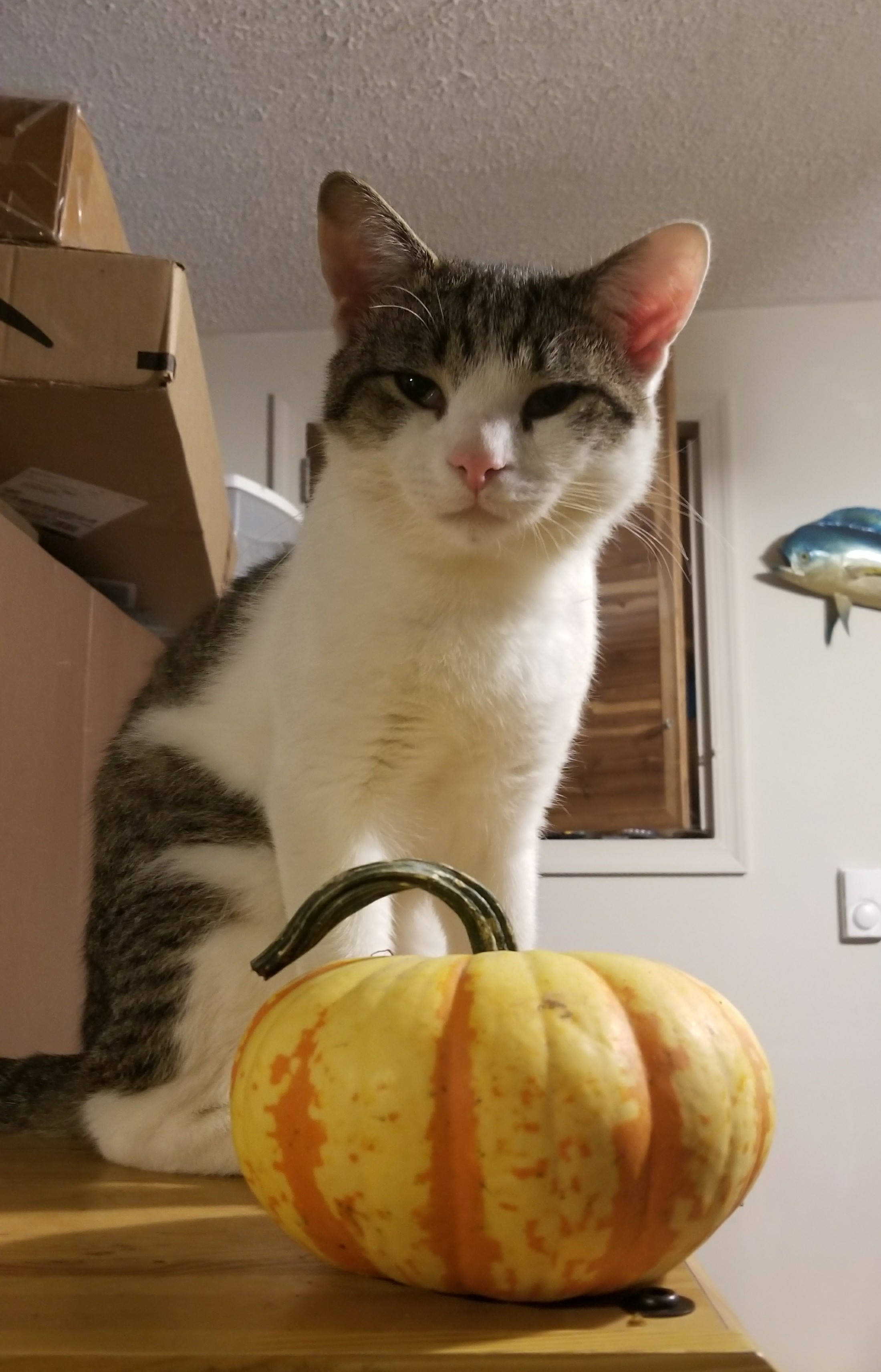 Little Pumpkin Time | Scrolller