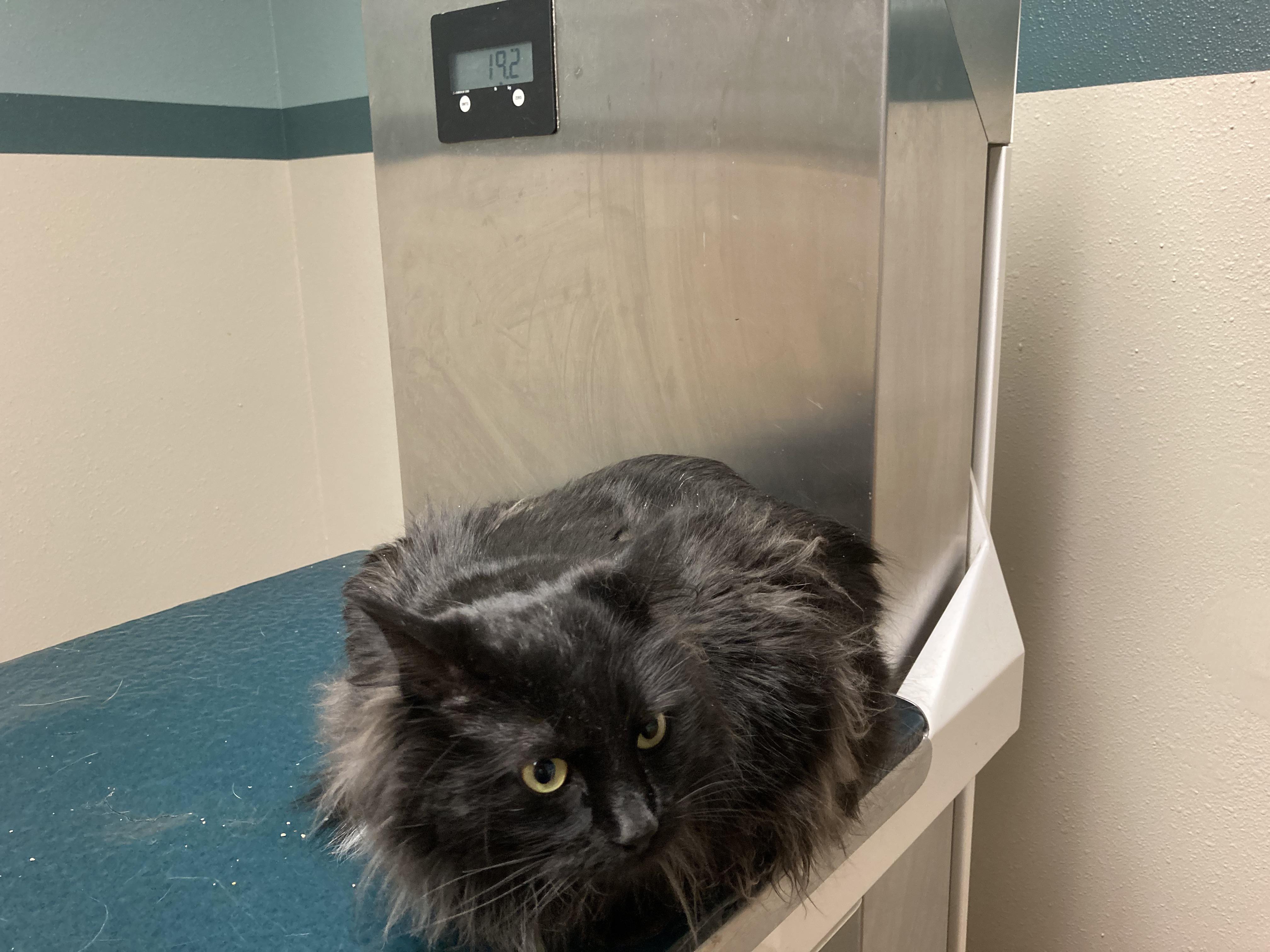 Loaf at the vet’s office. He was surprisingly chill. | Scrolller