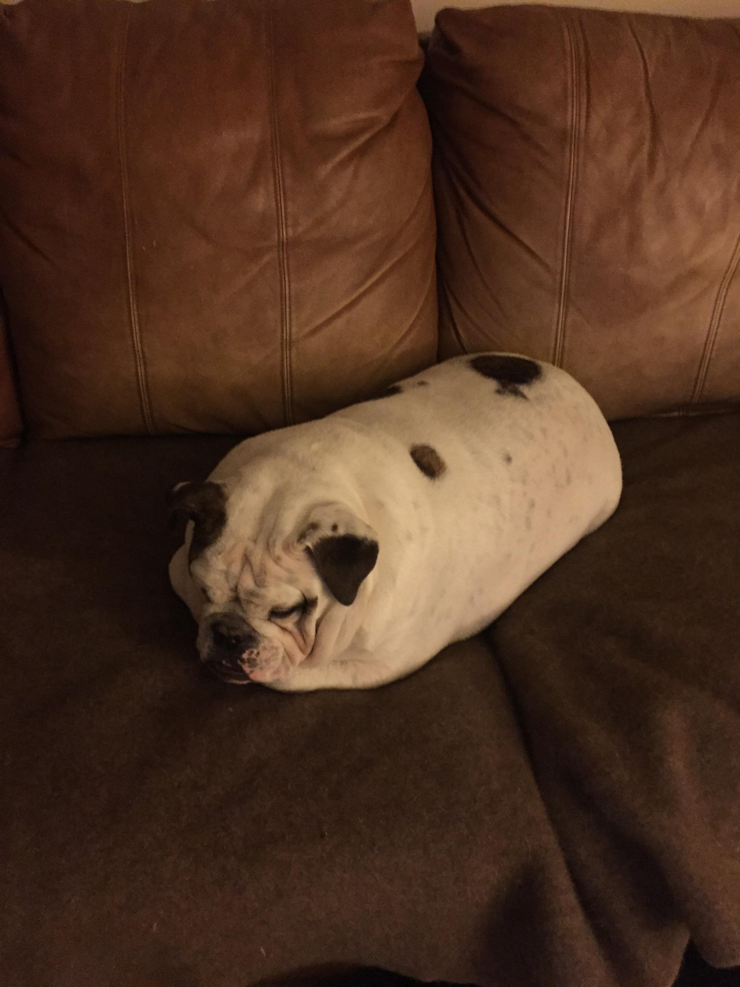 Loaf!?! Full Burrito! | Scrolller