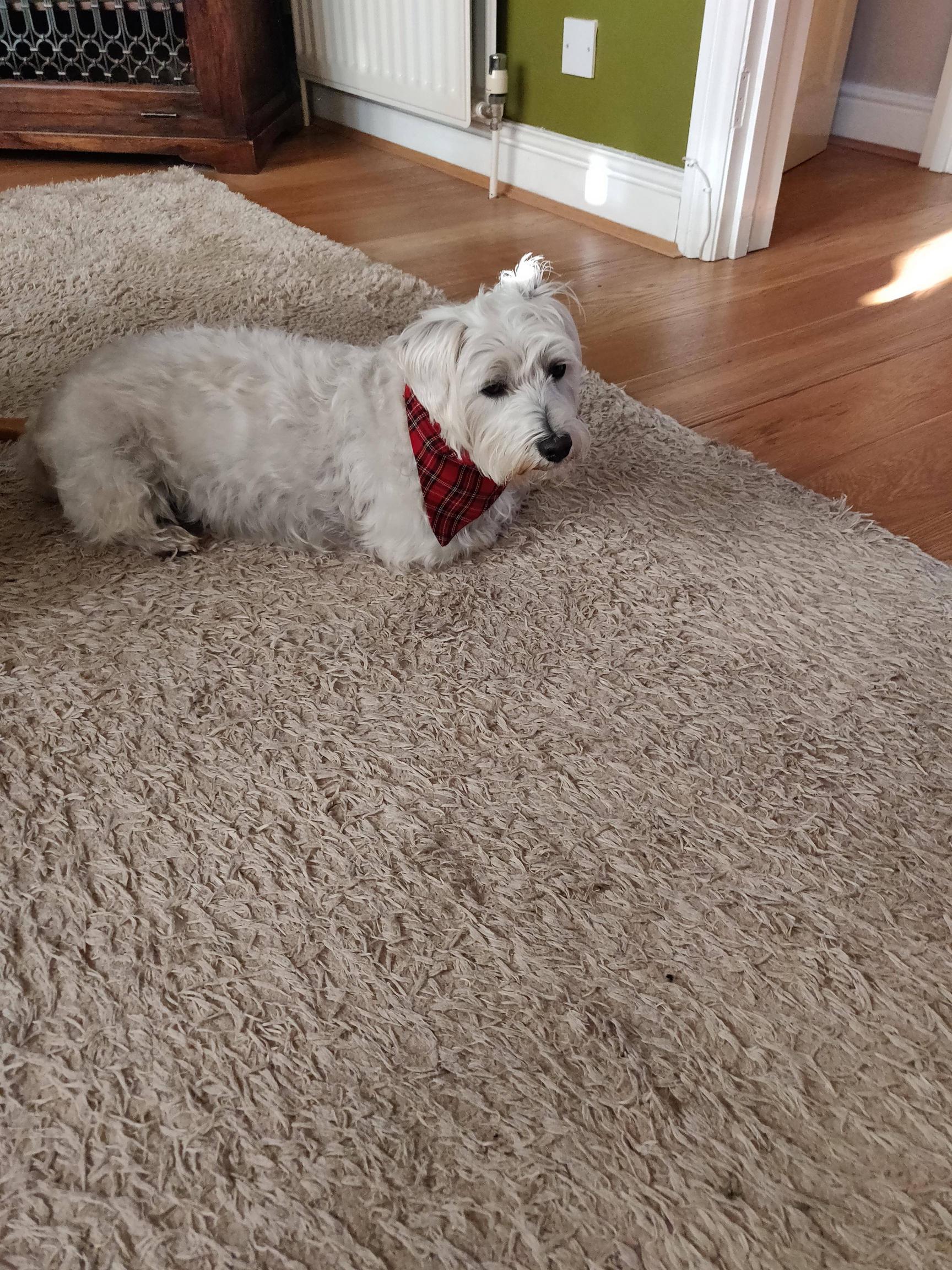 loaf of dog | Scrolller