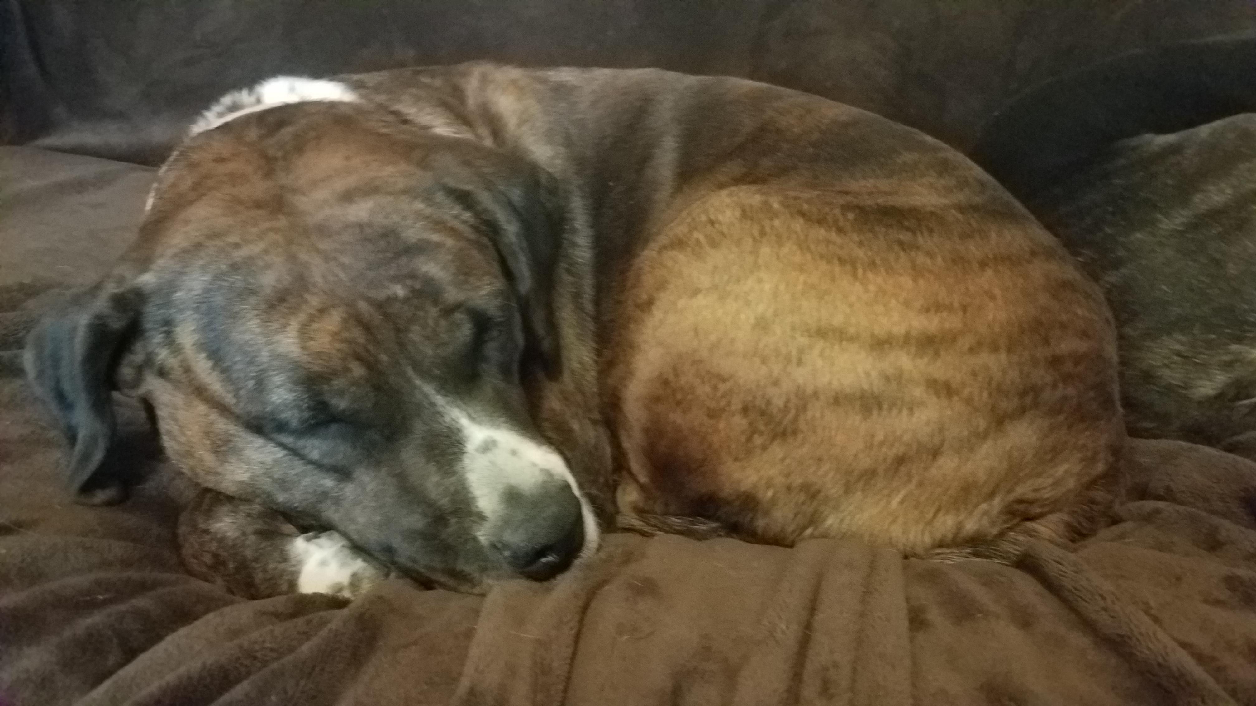 Loaf on the couch | Scrolller