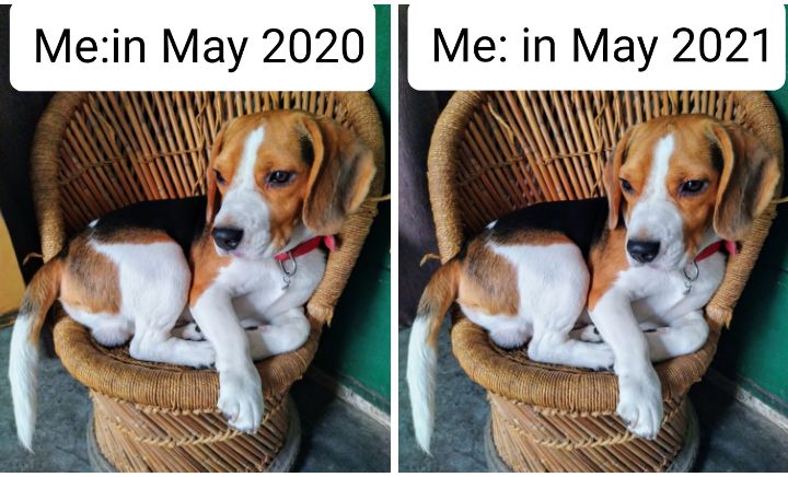 Lockdown side-effect! | Scrolller