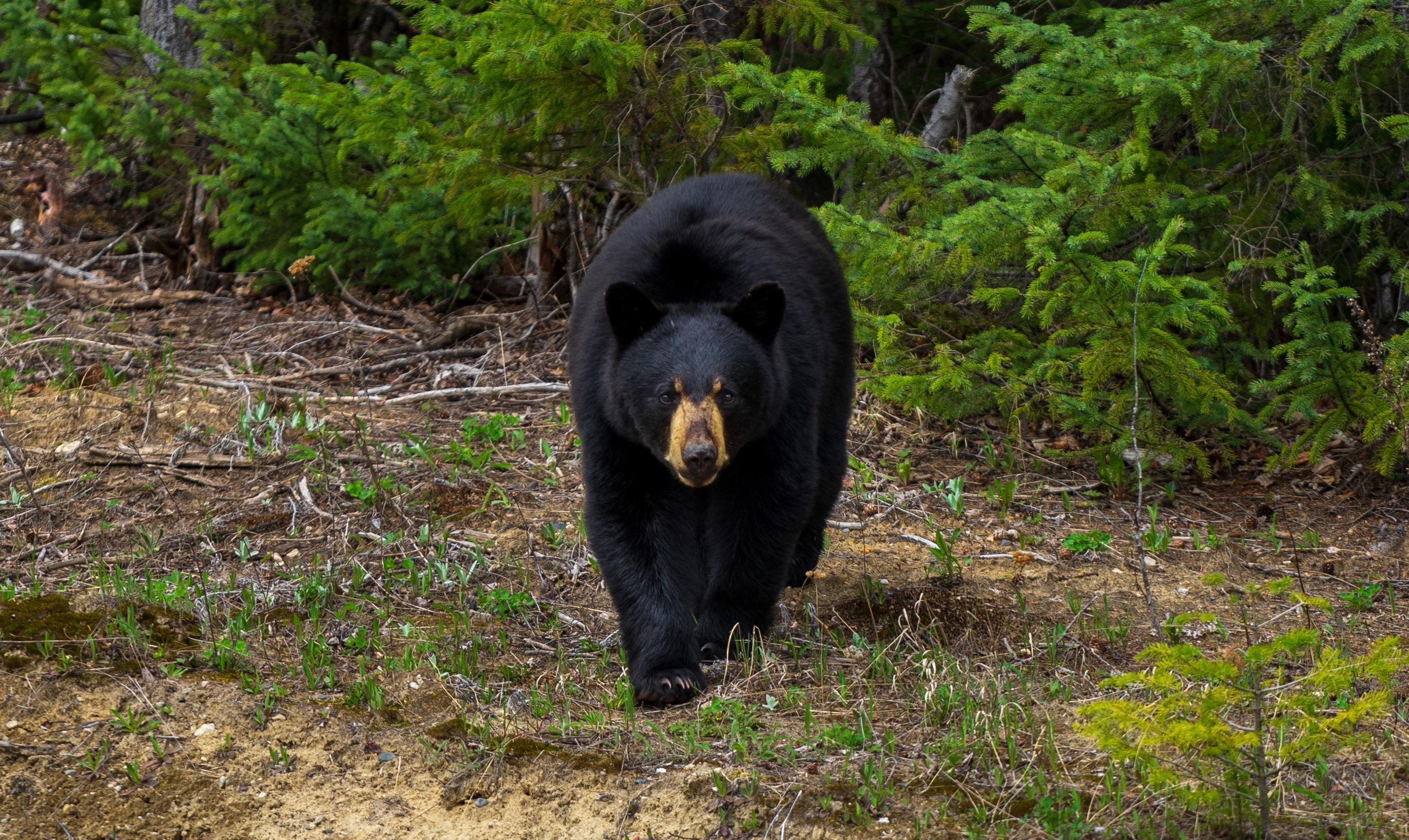 Locked eyes with this beast of a Black Bear | Scrolller