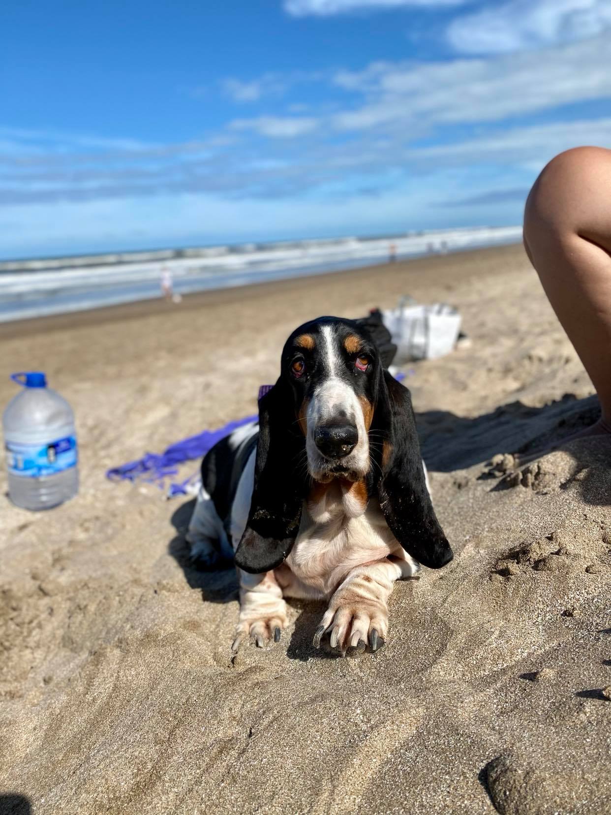 Lola Beach day from Valeria del Mar, Argentina | Scrolller